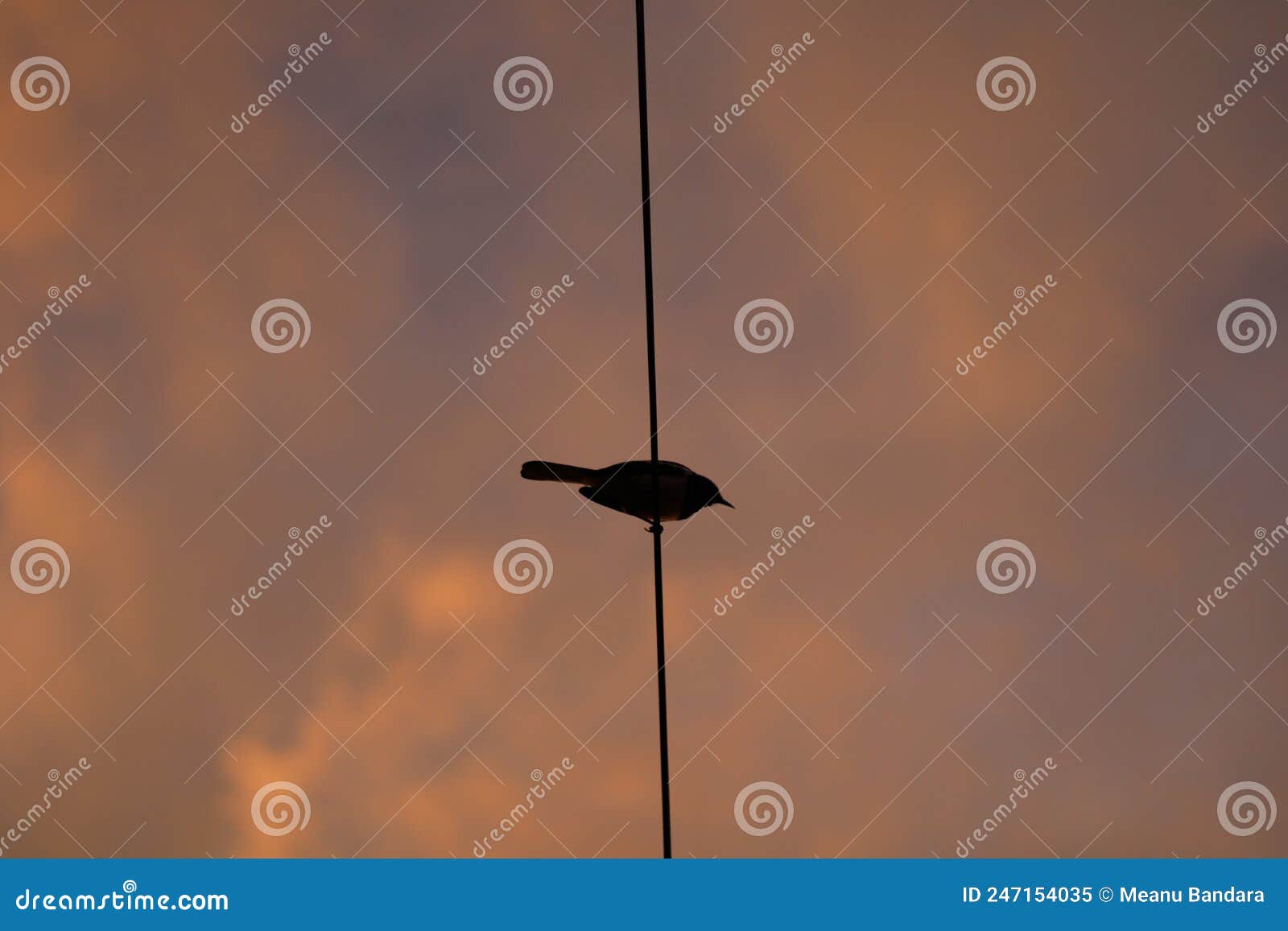 Alone bird on the vire stock image. Image of alonebird - 247154035