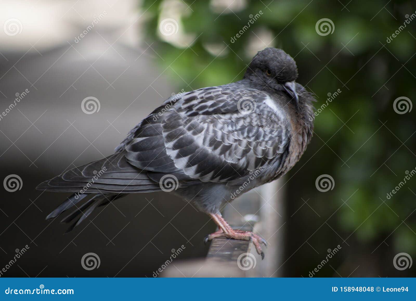 Whath Stock Photos - Free & Royalty-Free Stock Photos from Dreamstime