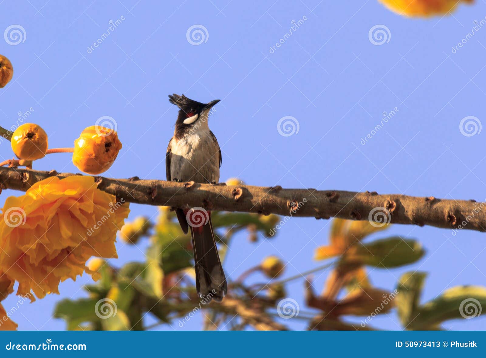 Alone Bulbul Bird Pycnonotidae Stock Photos - Free & Royalty-Free Stock ...