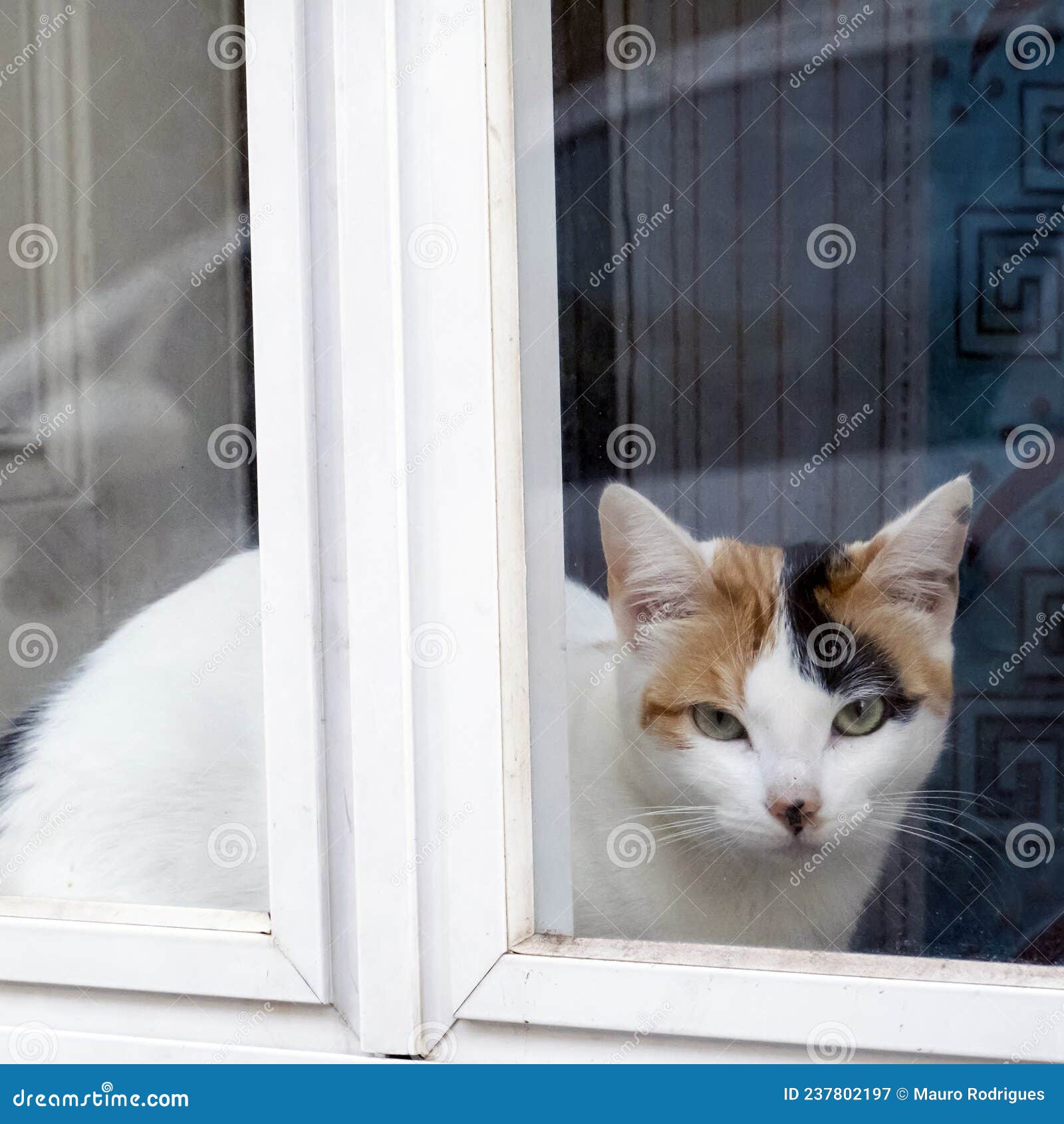 Alone Cat Watches from a Window Stock Image - Image of exterior, white ...