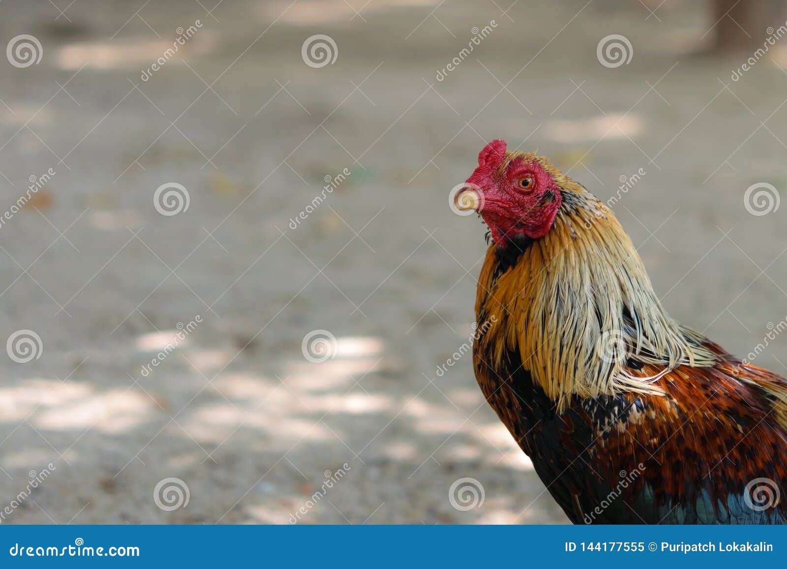 A Chicken Stands Under the Shade of Tree Stock Image - Image of ground ...