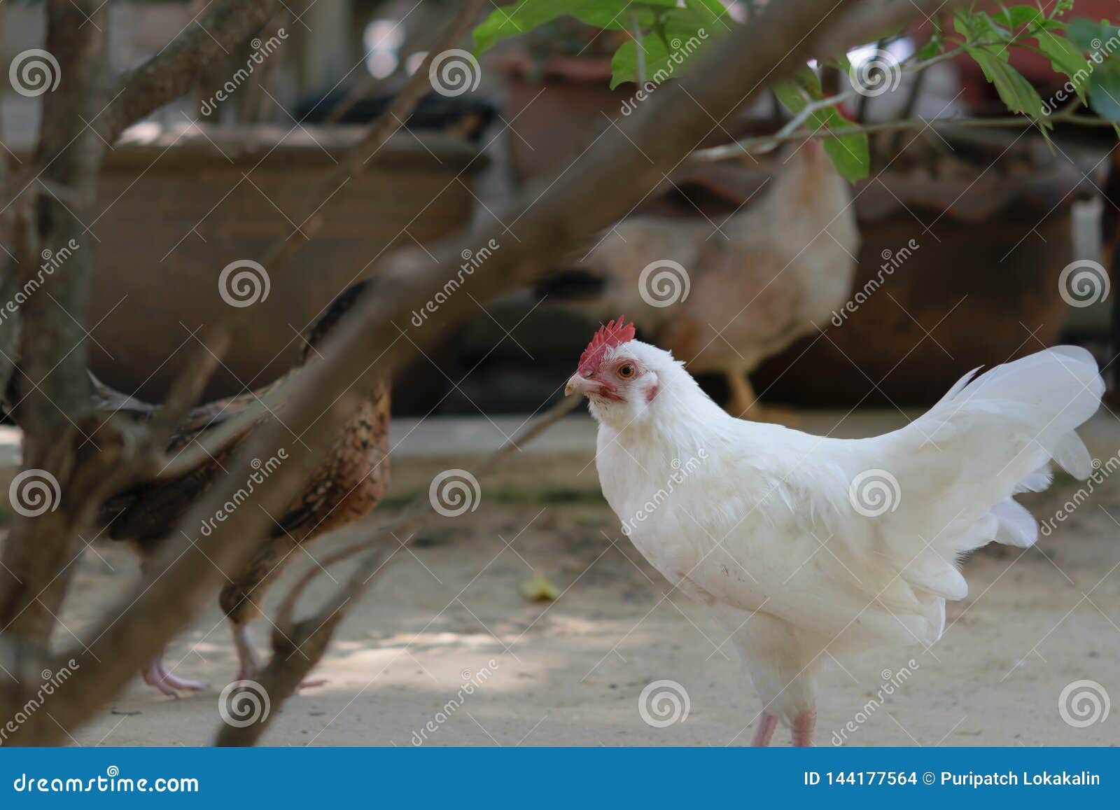 A Chicken Stands Under the Shade of Tree Stock Photo - Image of farm ...