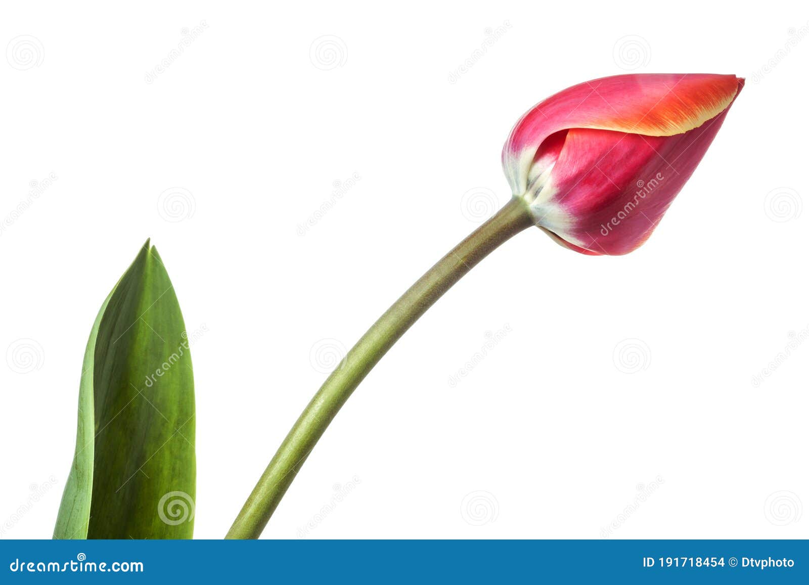 Alone Closed Tulip Flower Isolated on White Background Stock Photo ...