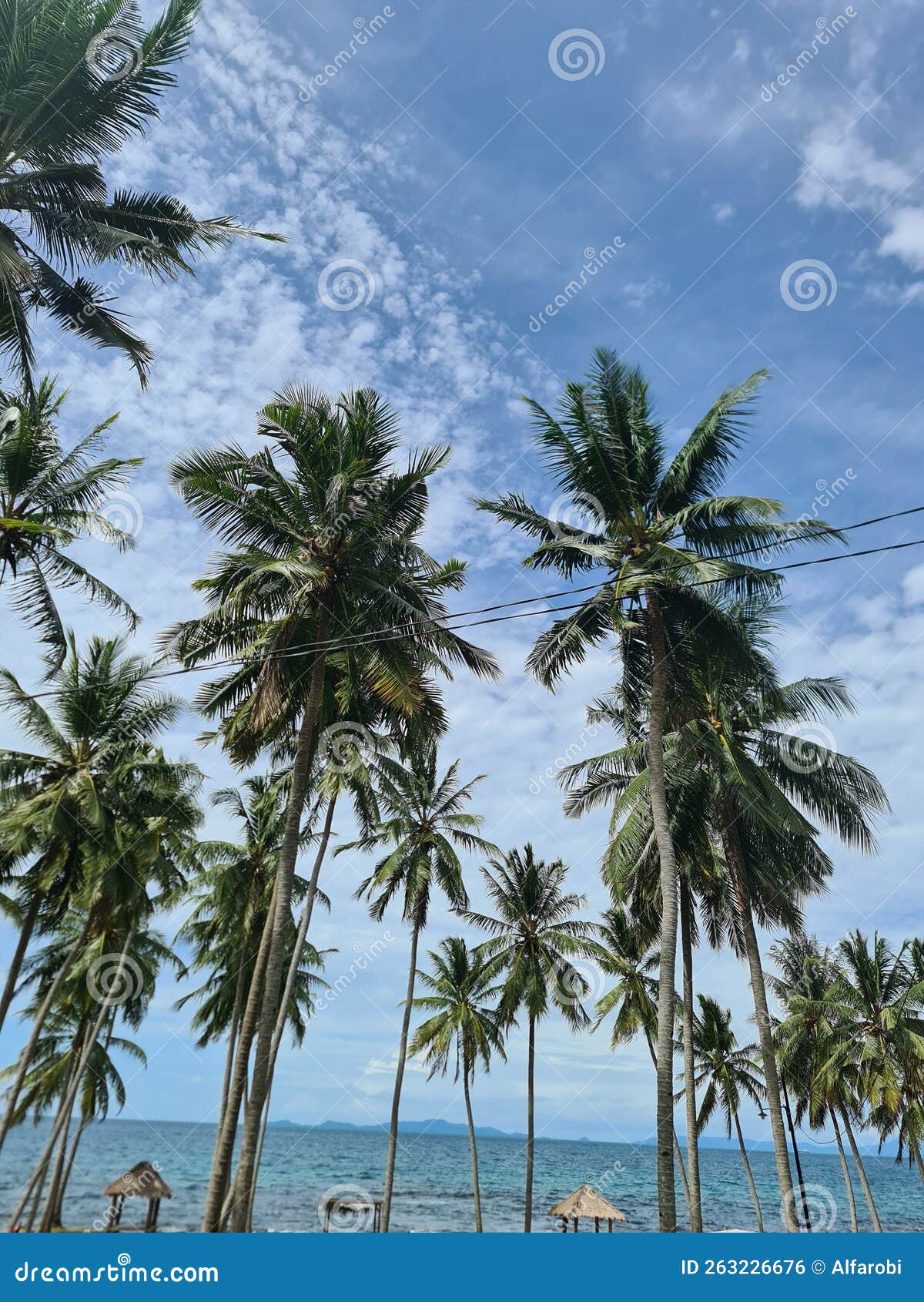 Alone on the Coconut Tree Beach Stock Photo - Image of alone, tree ...