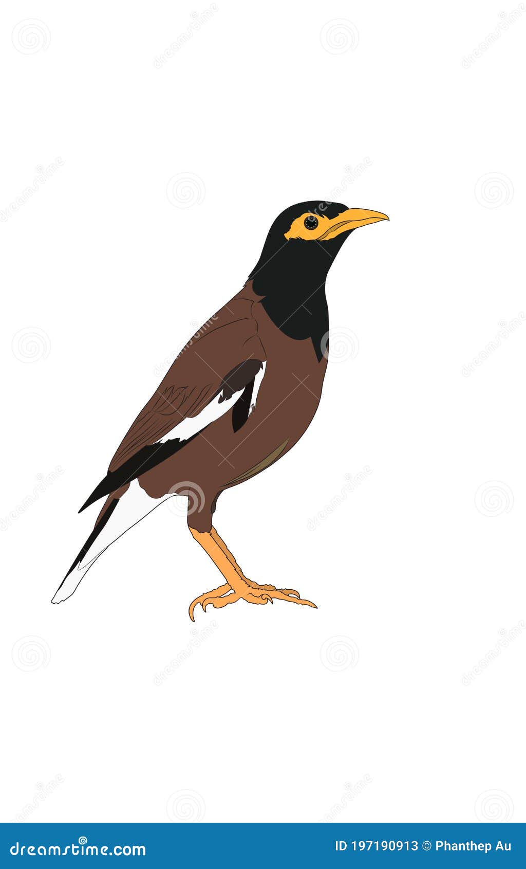 Common Myna Vector Illustration | CartoonDealer.com #20706138