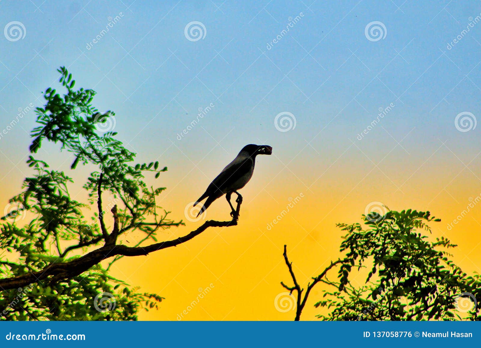 The crow stock photo. Image of waiting, crow, alone - 137058776