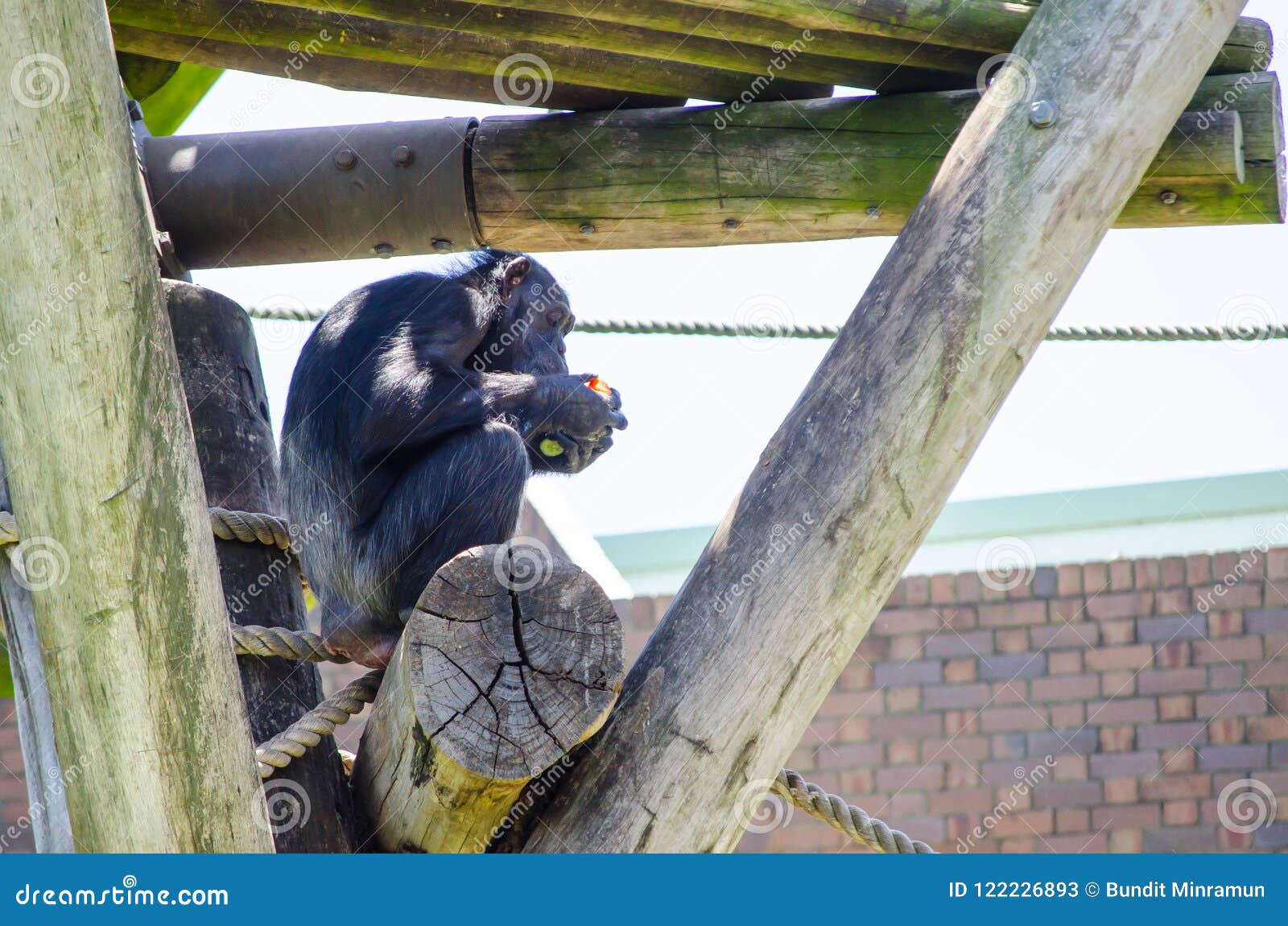 Alone Cute Chimpanzee Monkey Feeding Itself with Some Vegetable. Stock ...