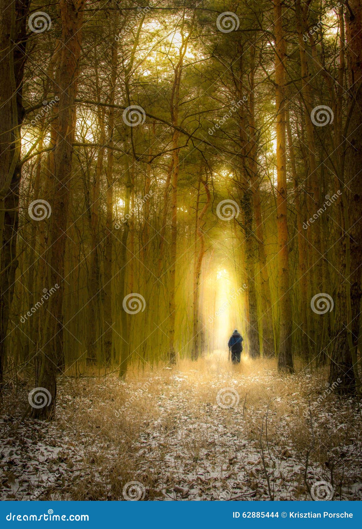 Alone in the dark forest stock photo. Image of night - 62885444