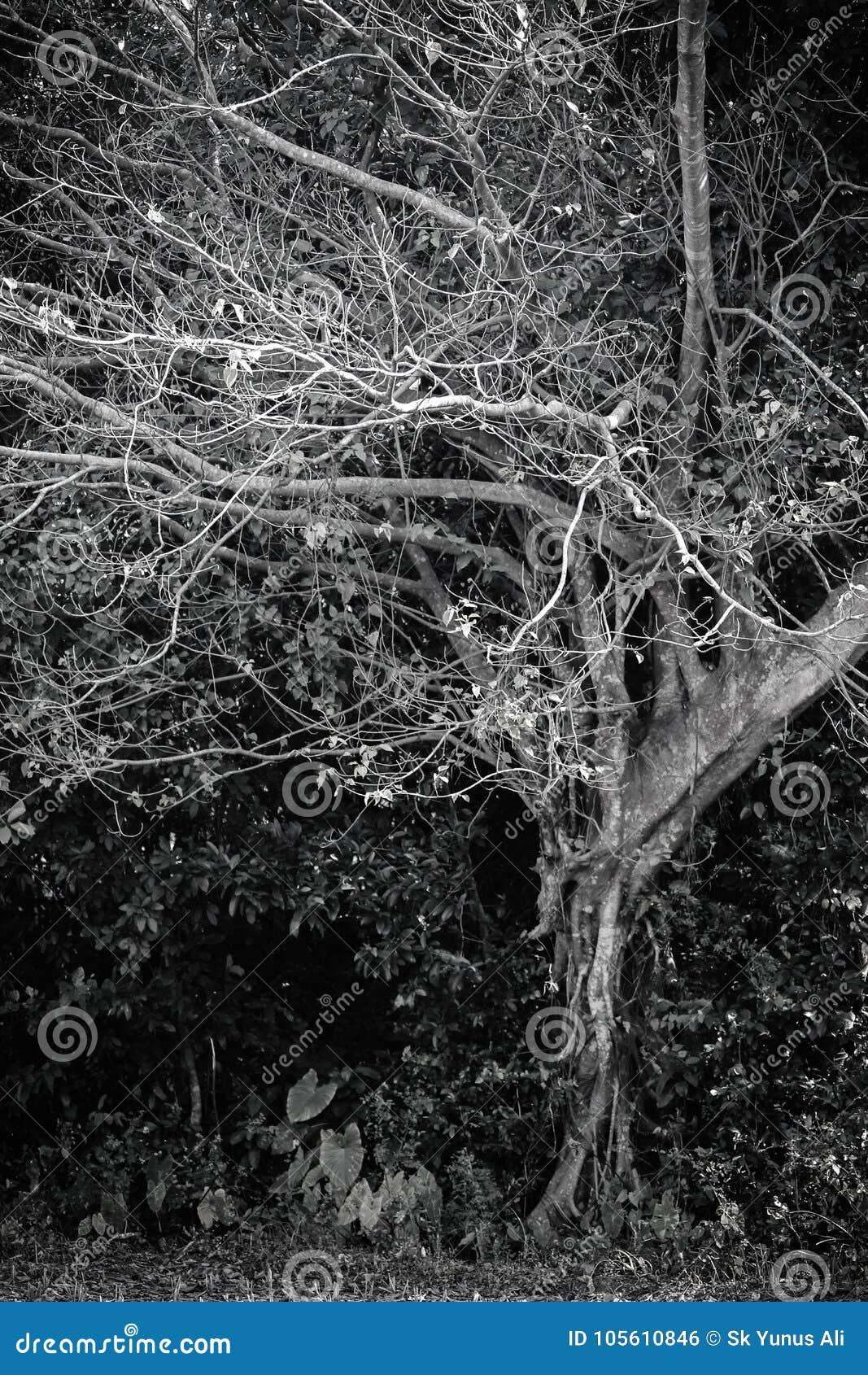 Alone Dark Tree Black and White Stock Photo - Image of white, dark ...