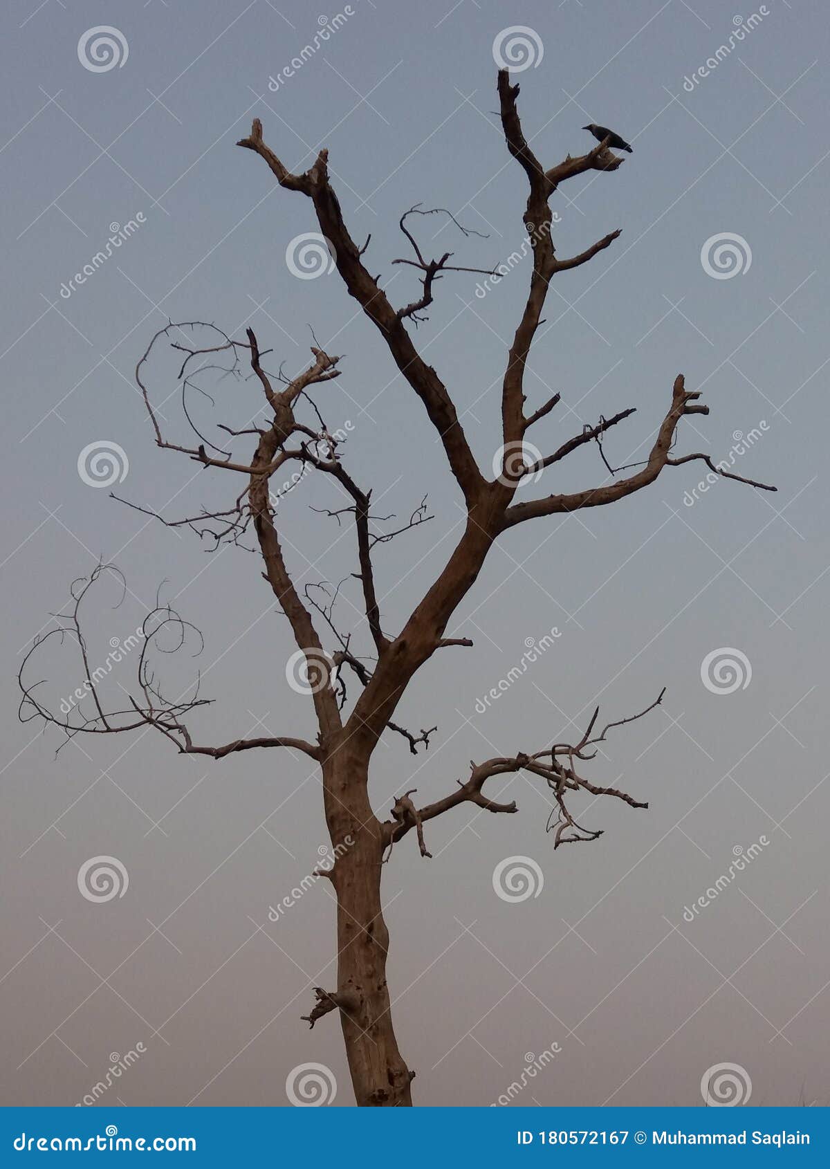 Alone Dead Tree in the Clear Sky Stock Image - Image of shriveled, tree ...