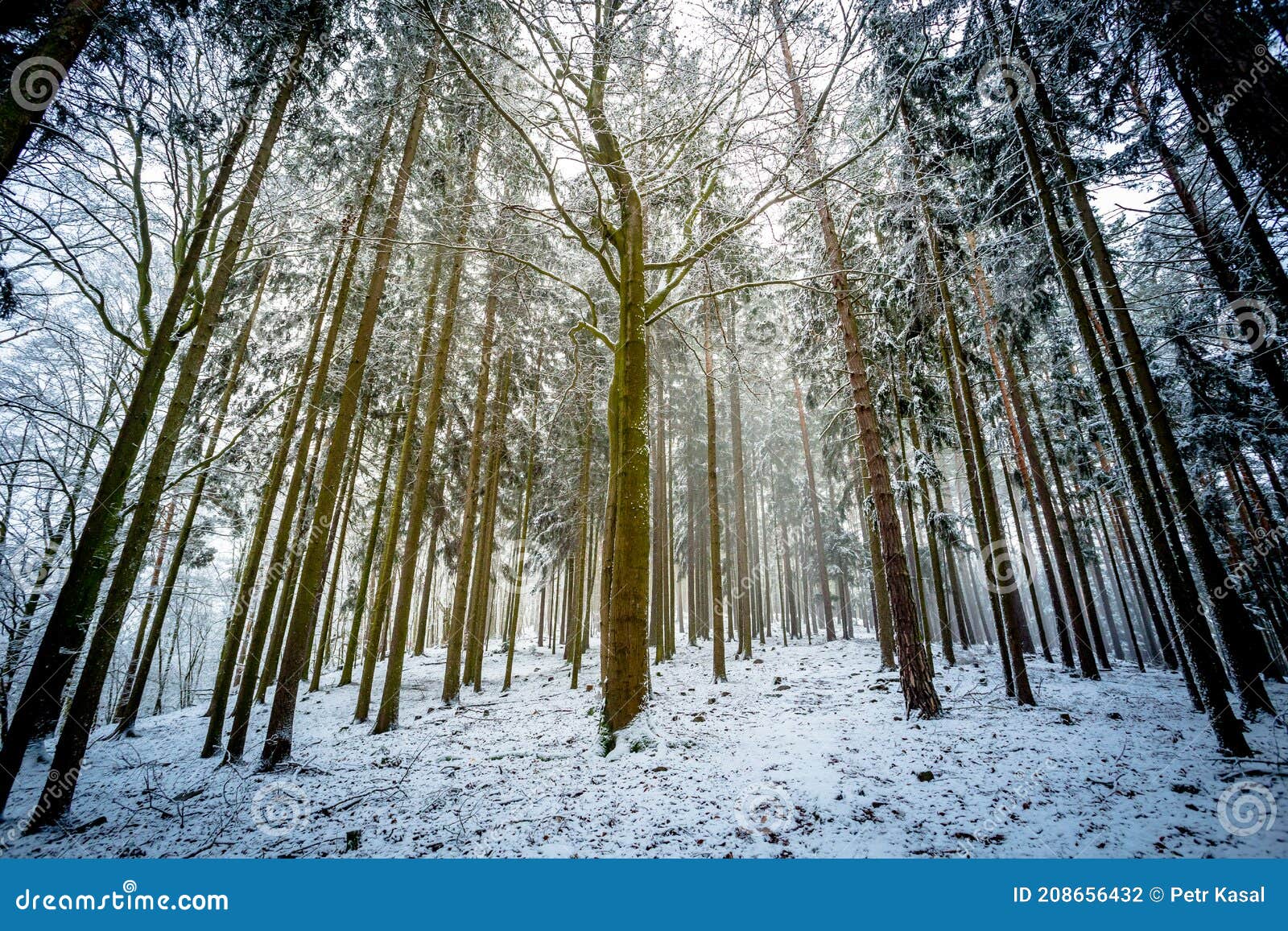 Alone in a Deep Winter Snowy Forest Stock Photo - Image of exploring ...