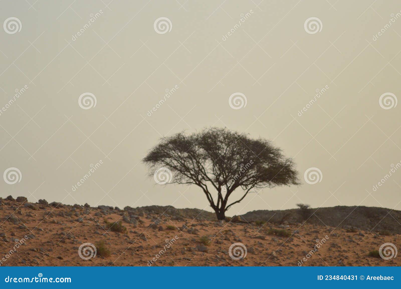 Alone in the Desert Tree Alone in Black Shade Stock Image - Image of ...