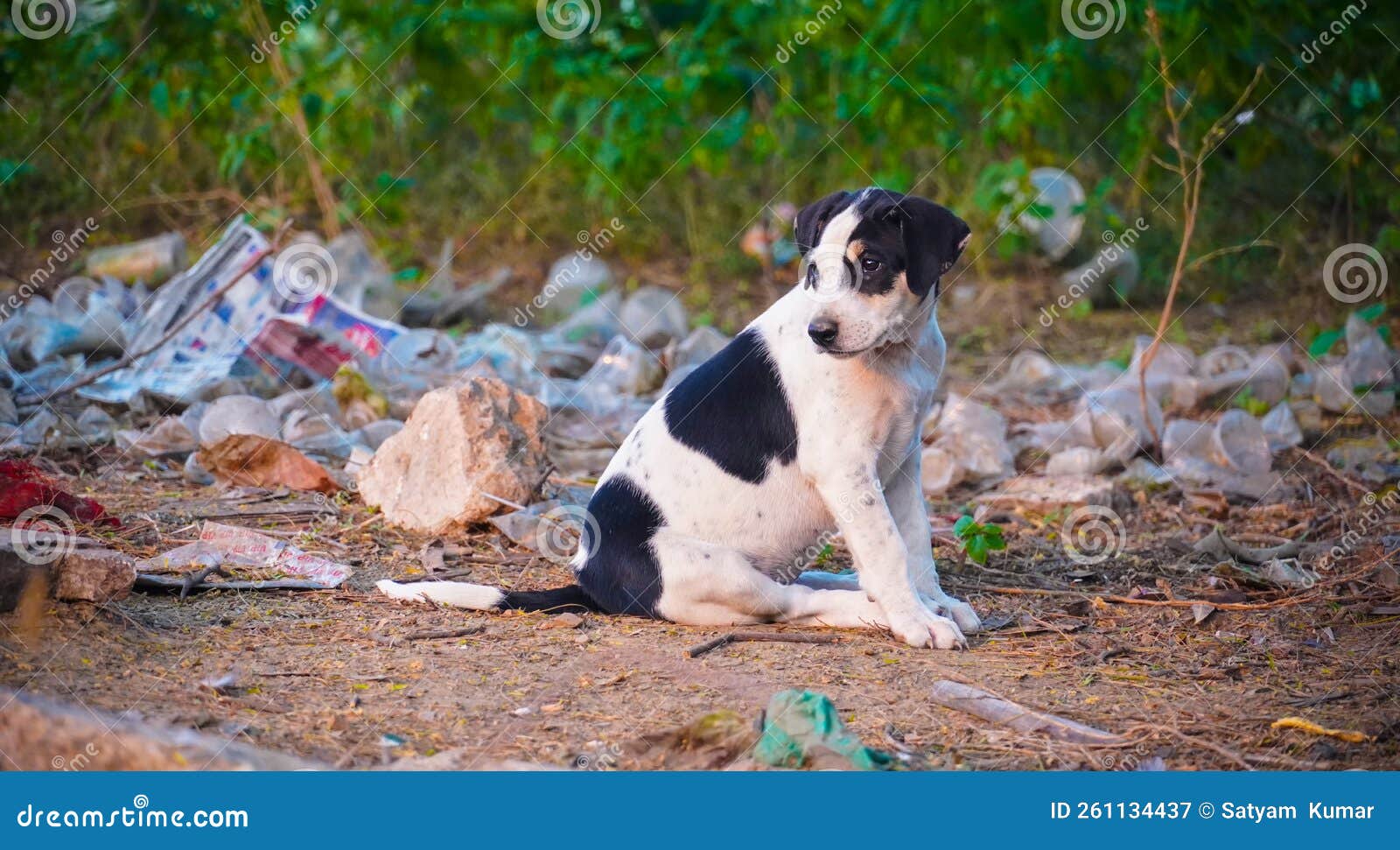 Alone dog images- stock image. Image of brown, indoors - 261134437