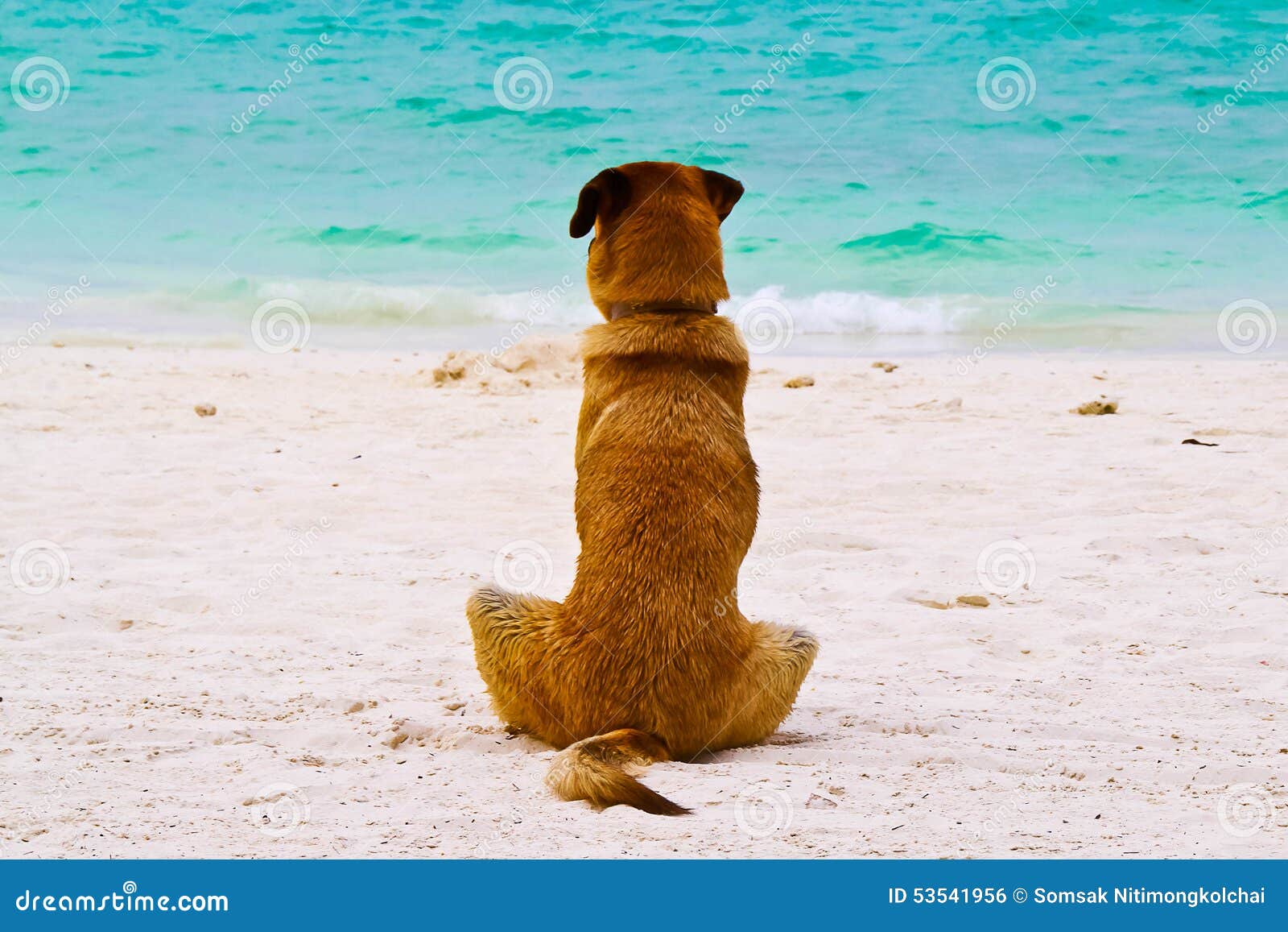 Alone dog sit on the beach stock photo. Image of retriever - 53541956