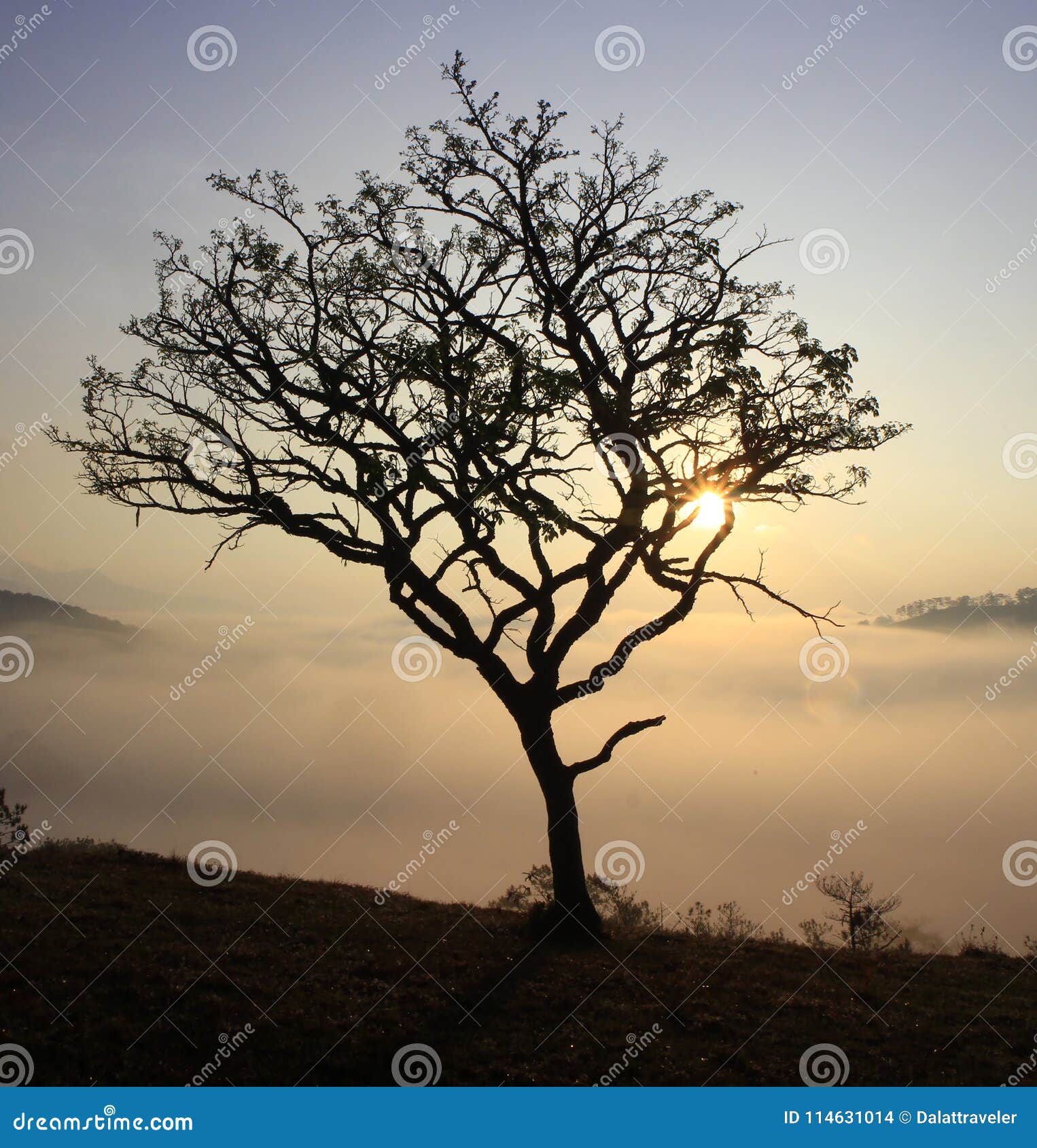Alone dry tree on mountain stock photo. Image of bark - 114631014