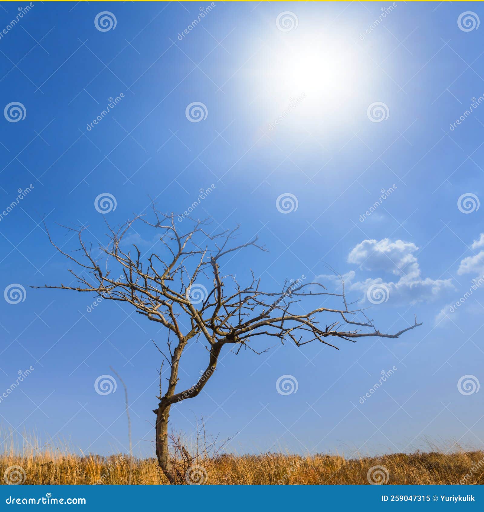 Dry Tree among Prairie Under Sparkle Sun Stock Image - Image of nature ...