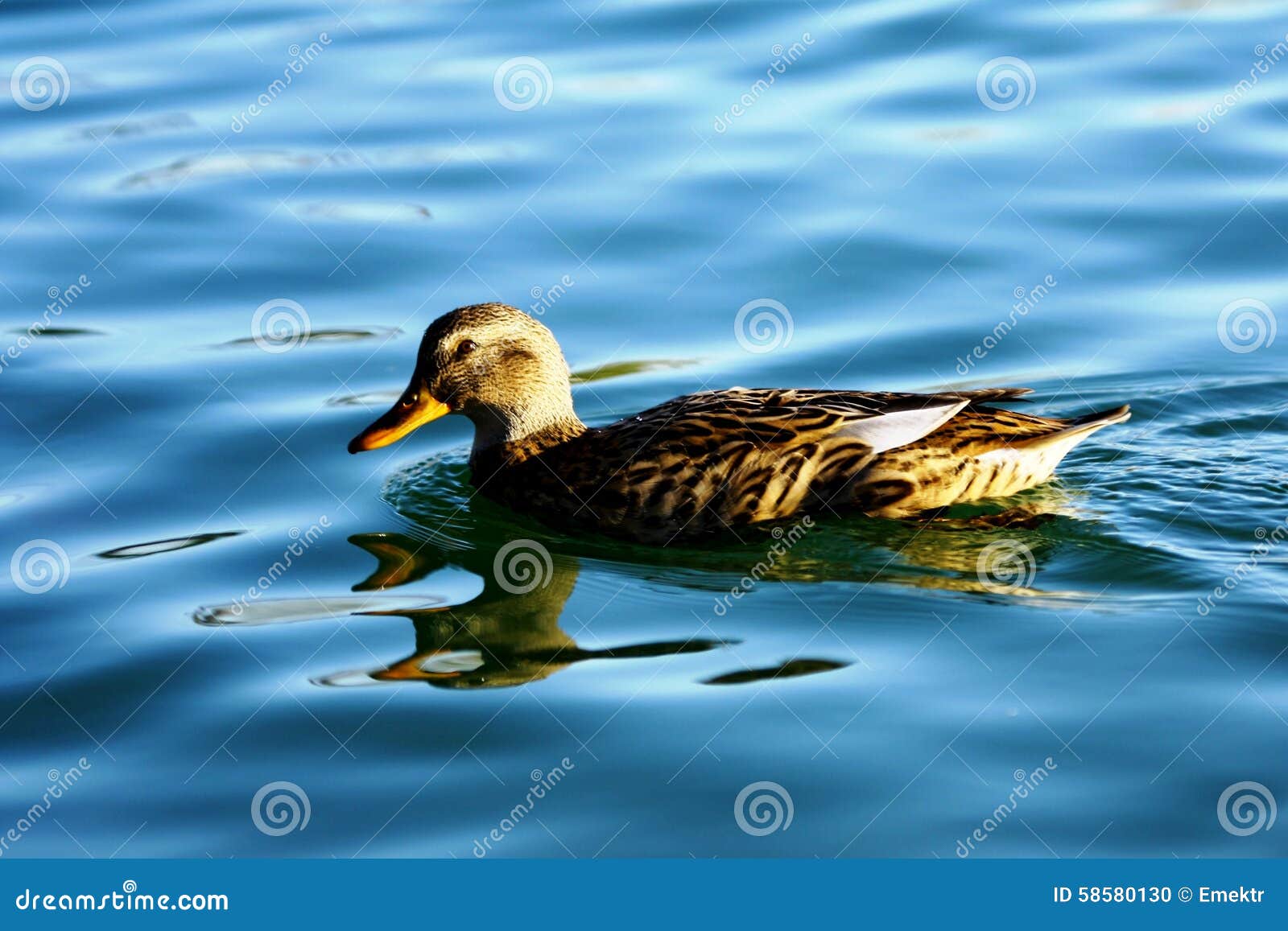 Alone duck (anatidae) stock photo. Image of coots, aquatic - 58580130