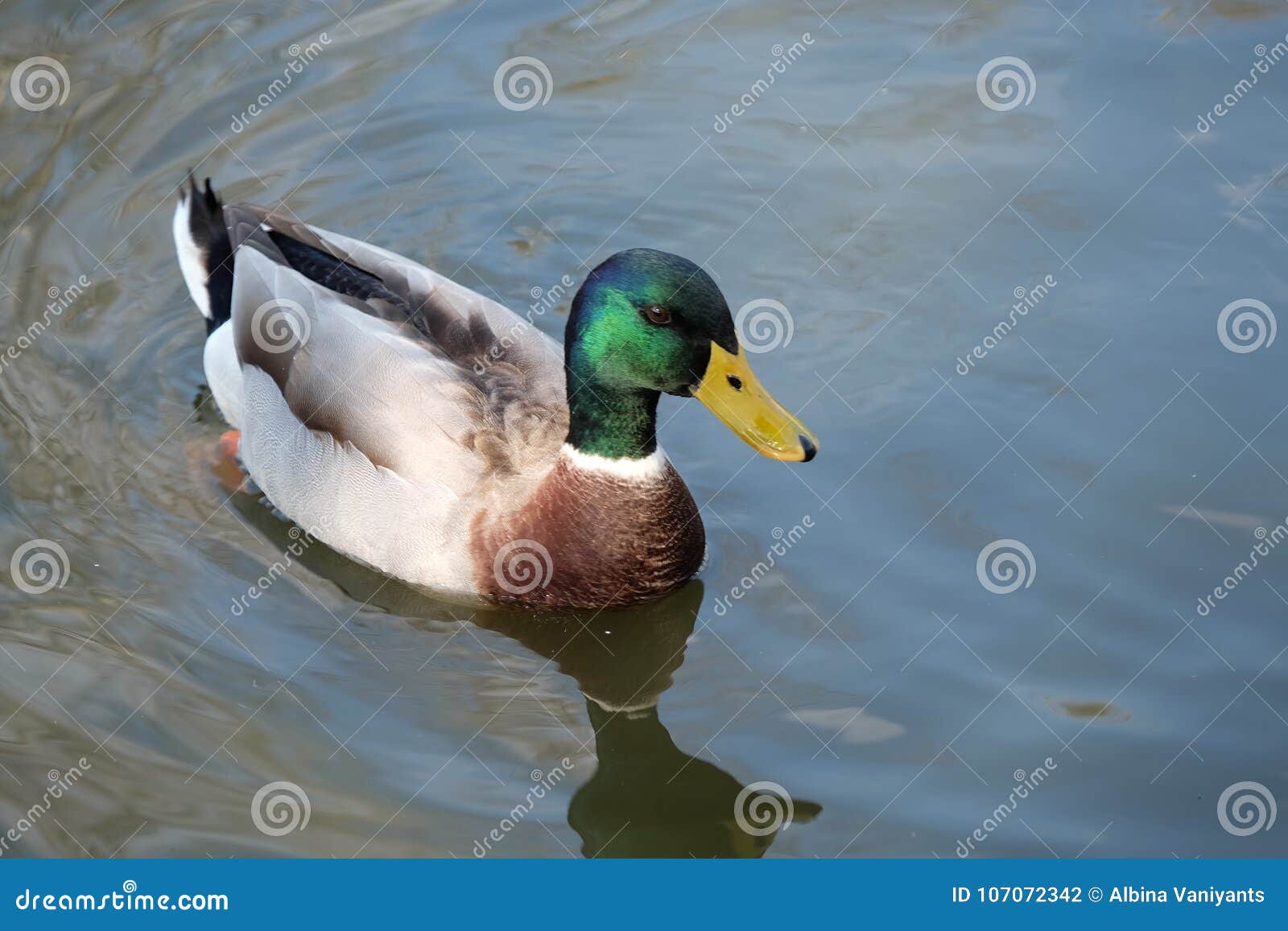 Duck drake stock photo. Image of animal, natural, alone - 107072342