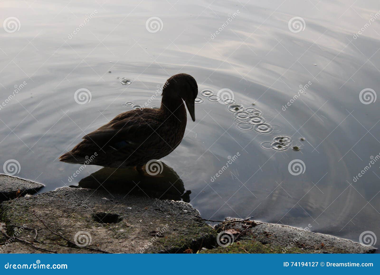 Alone duck stock image. Image of learn, life, peace, swim - 74194127