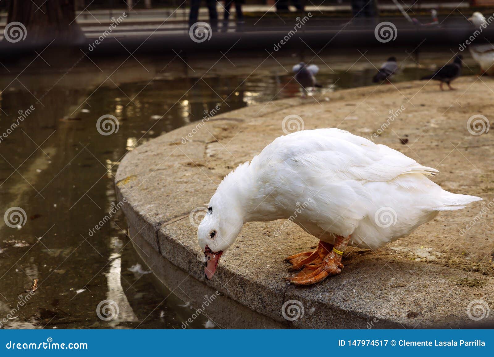 Alone Duck Standing at the Edge of the Pond Stock Image - Image of lake ...