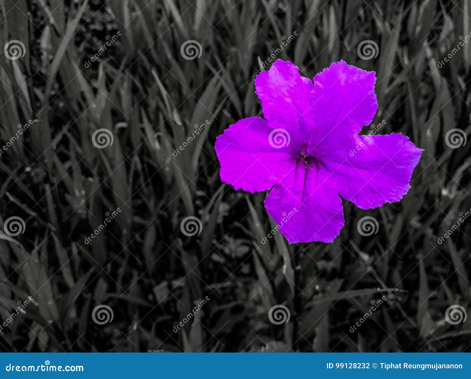Alone flower. stock photo. Image of flowers, clouseup - 99128232