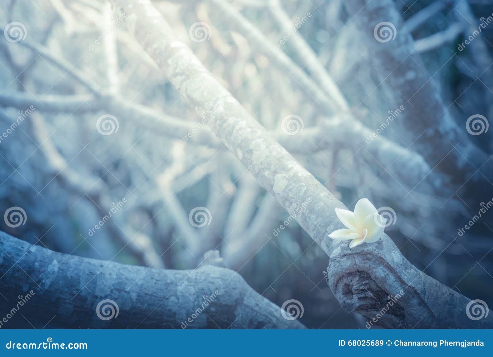 The Alone Flower in Cold Dark Stock Image - Image of blackground, dream ...