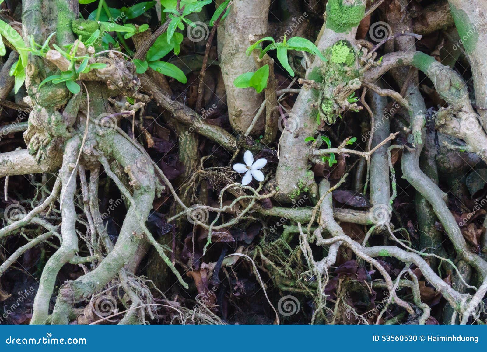 Alone flower stock photo. Image of hope, alone, freshness - 53560530