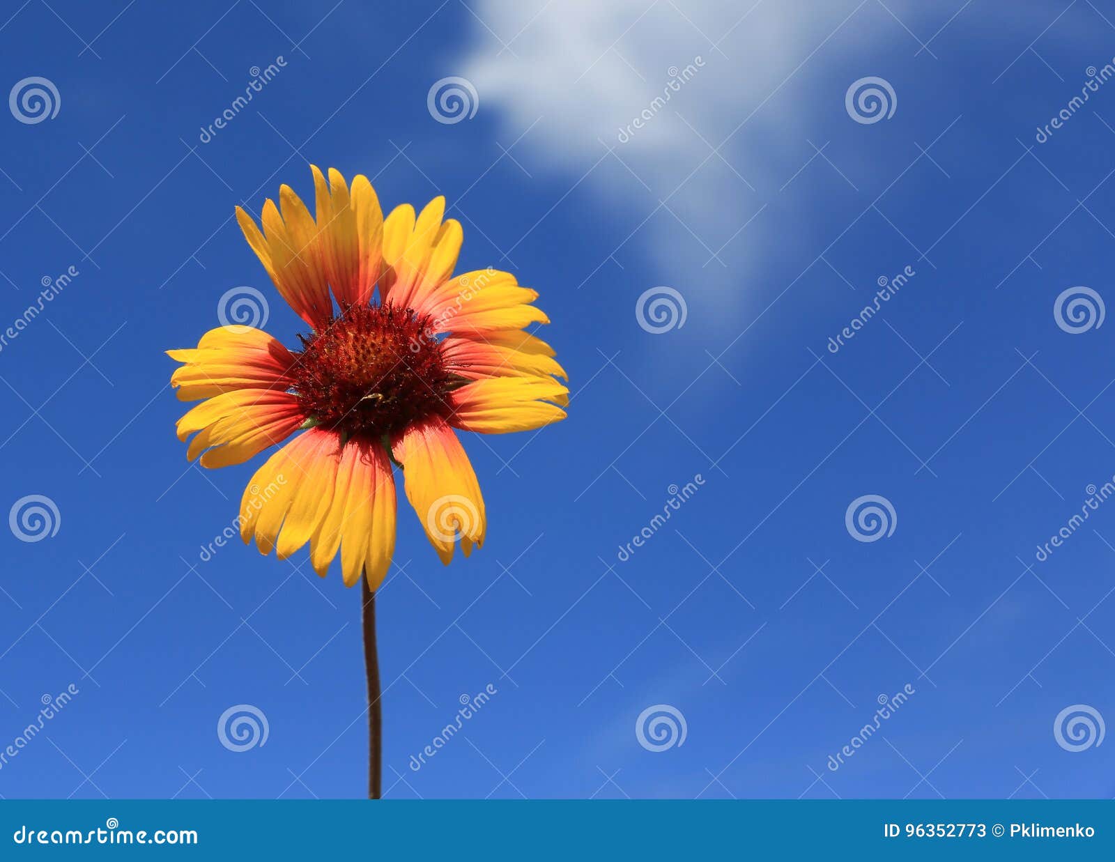Alone Flower Over Sky Background Stock Image - Image of season ...