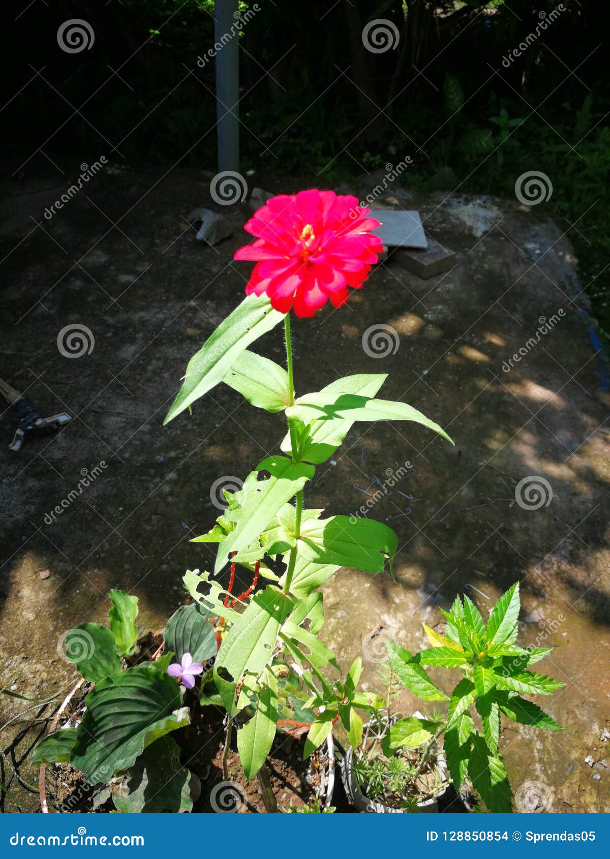 Alone flower stock photo. Image of flower, beautiful - 128850854