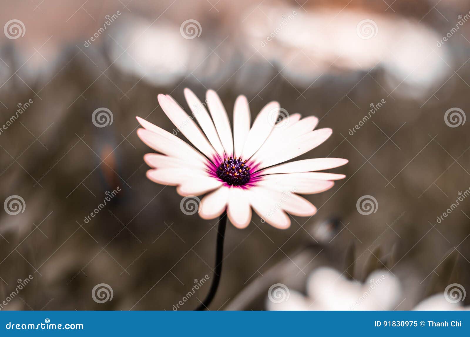 Alone Flower stock image. Image of yellow, nice, alone - 91830975