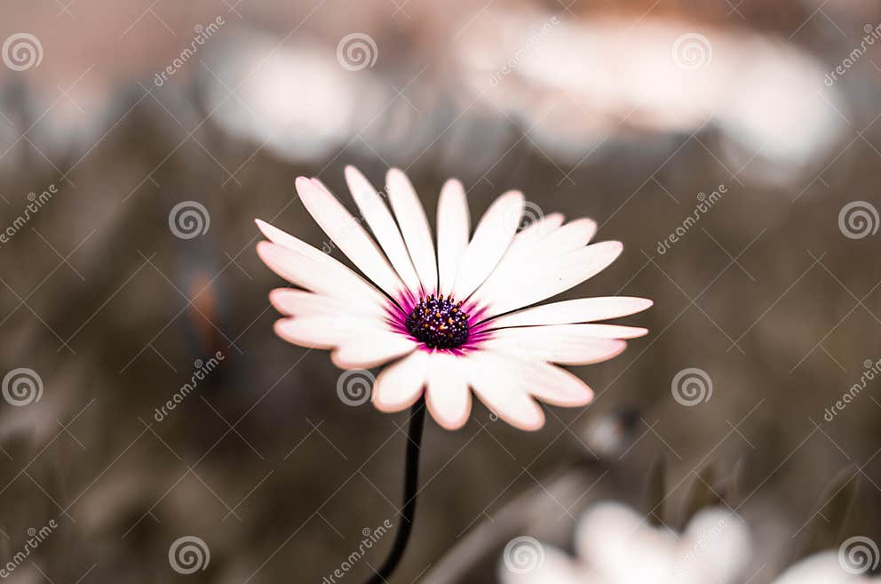 Alone Flower stock image. Image of yellow, nice, alone - 91830975