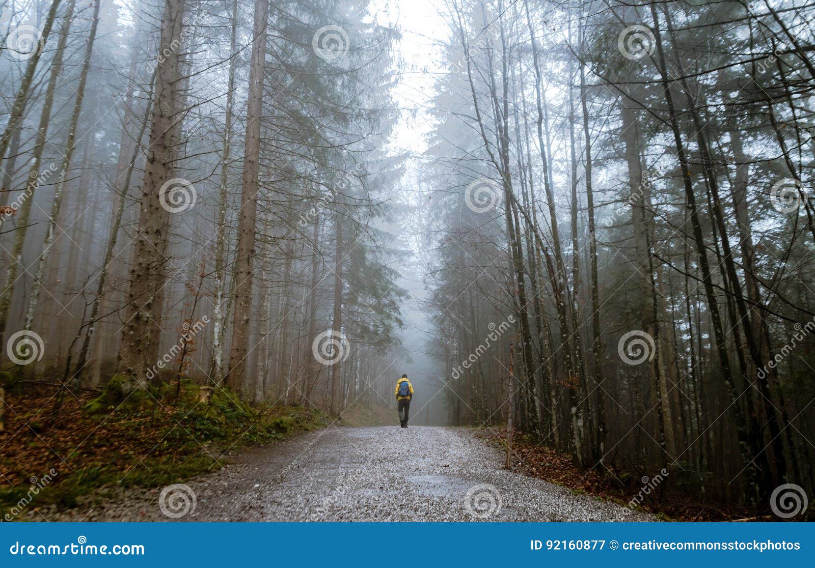 Alone In A Forest Picture. Image: 92160877