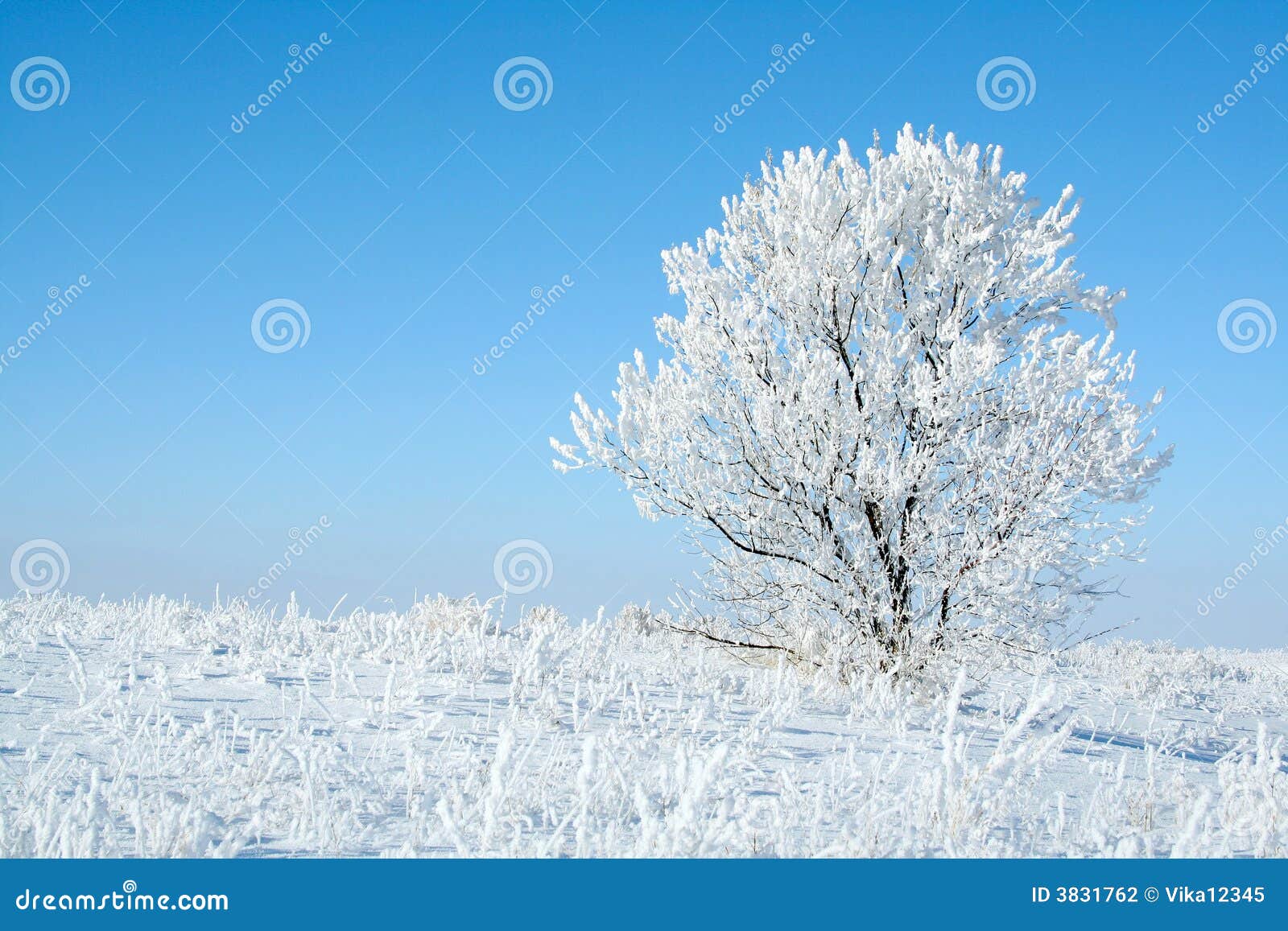 Alone frozen tree. stock photo. Image of fall, latvia - 3831762