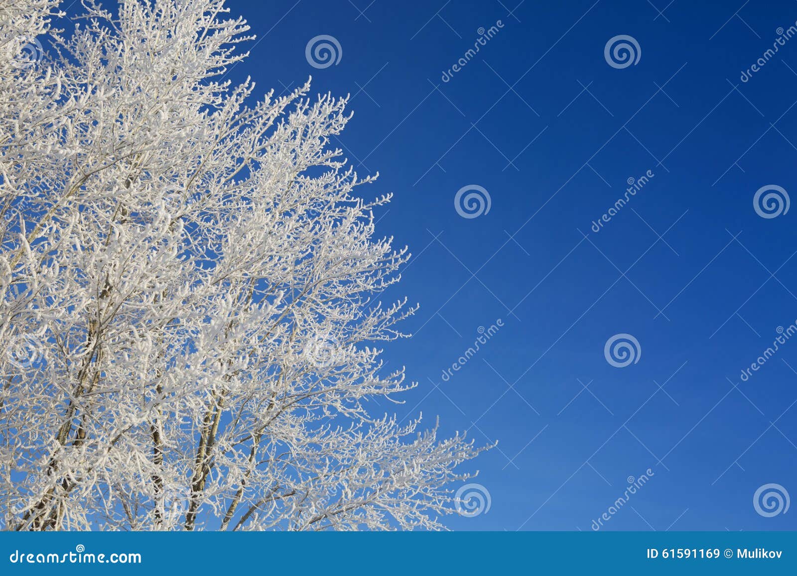 Alone Frozen Tree in Snowy Field and Blue Sky Stock Image - Image of ...
