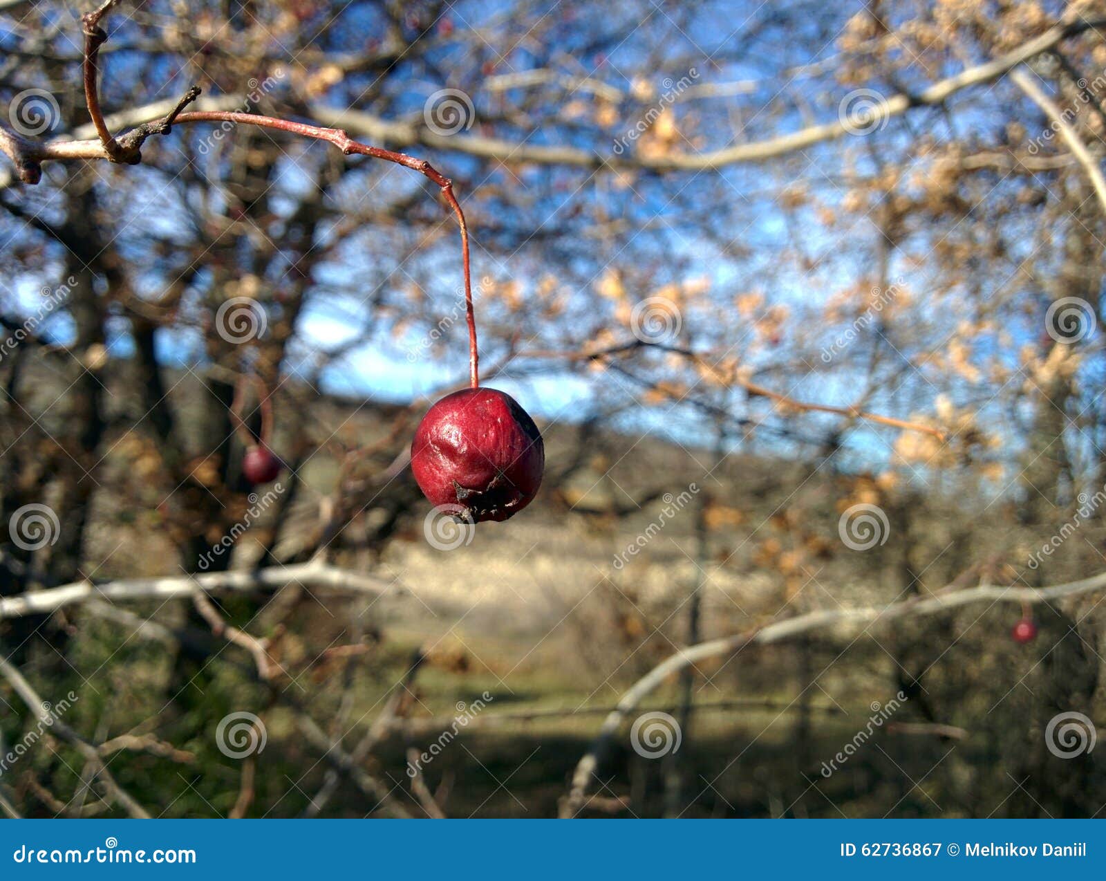 Alone fruit. stock image. Image of fresh, juice, black - 62736867