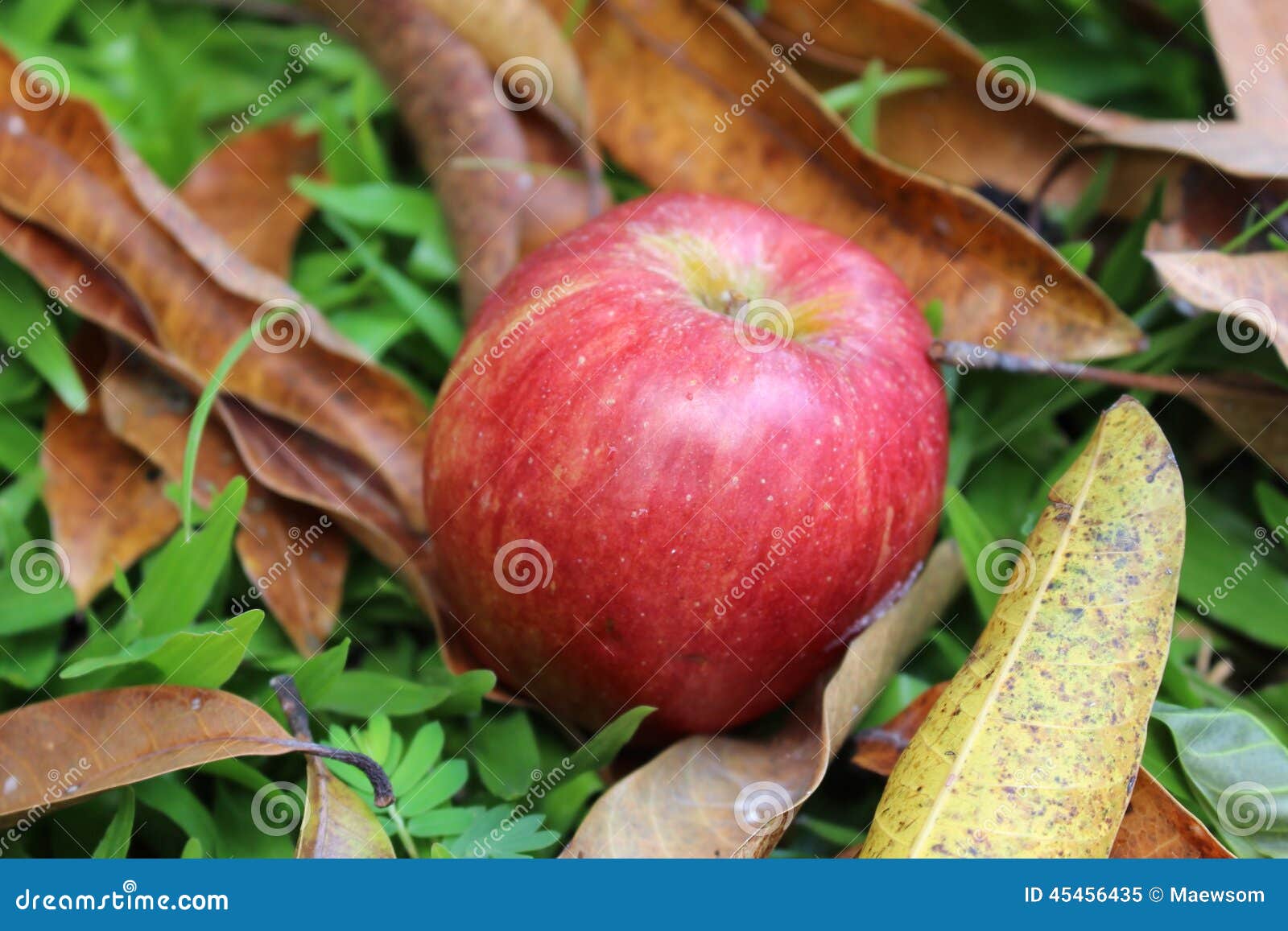 Alone stock image. Image of food, alone, nofat, fruit - 45456435