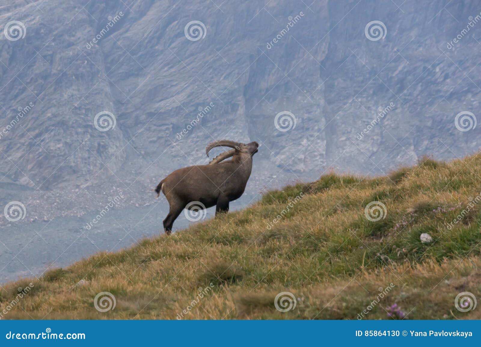 Alone Goat Walking in the Alps Stock Photo - Image of mountain, climb ...