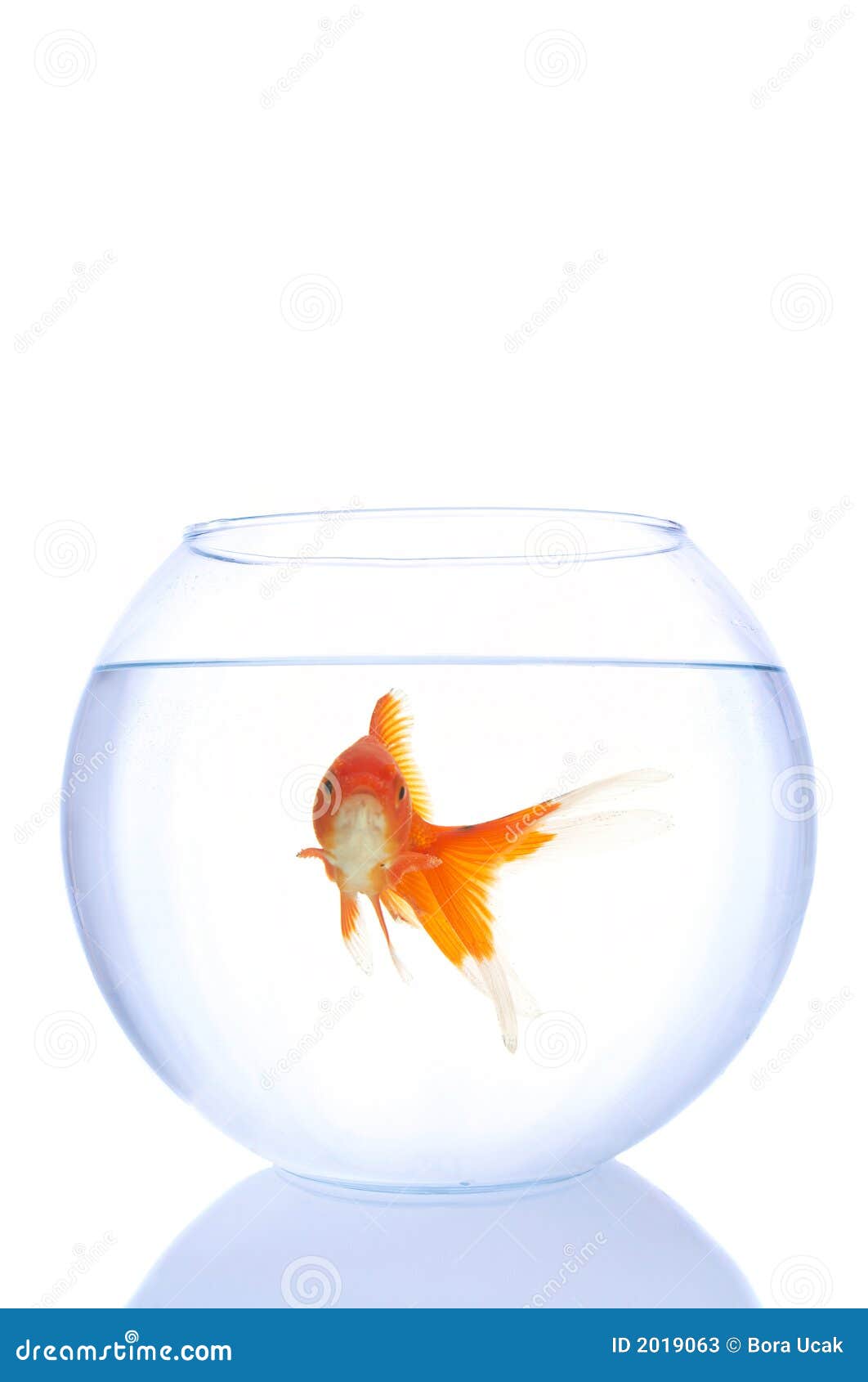 Alone goldfish stock image. Image of liquid, fishbowl - 2019063