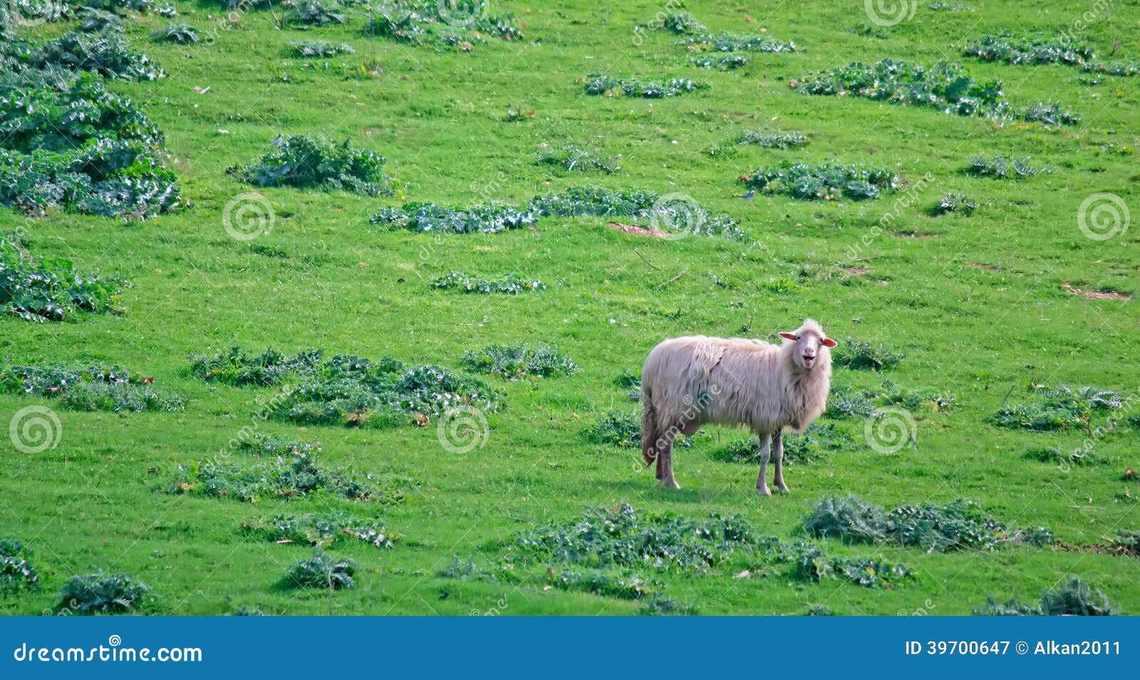 Alone in the green stock image. Image of clouds, highlands - 39700647