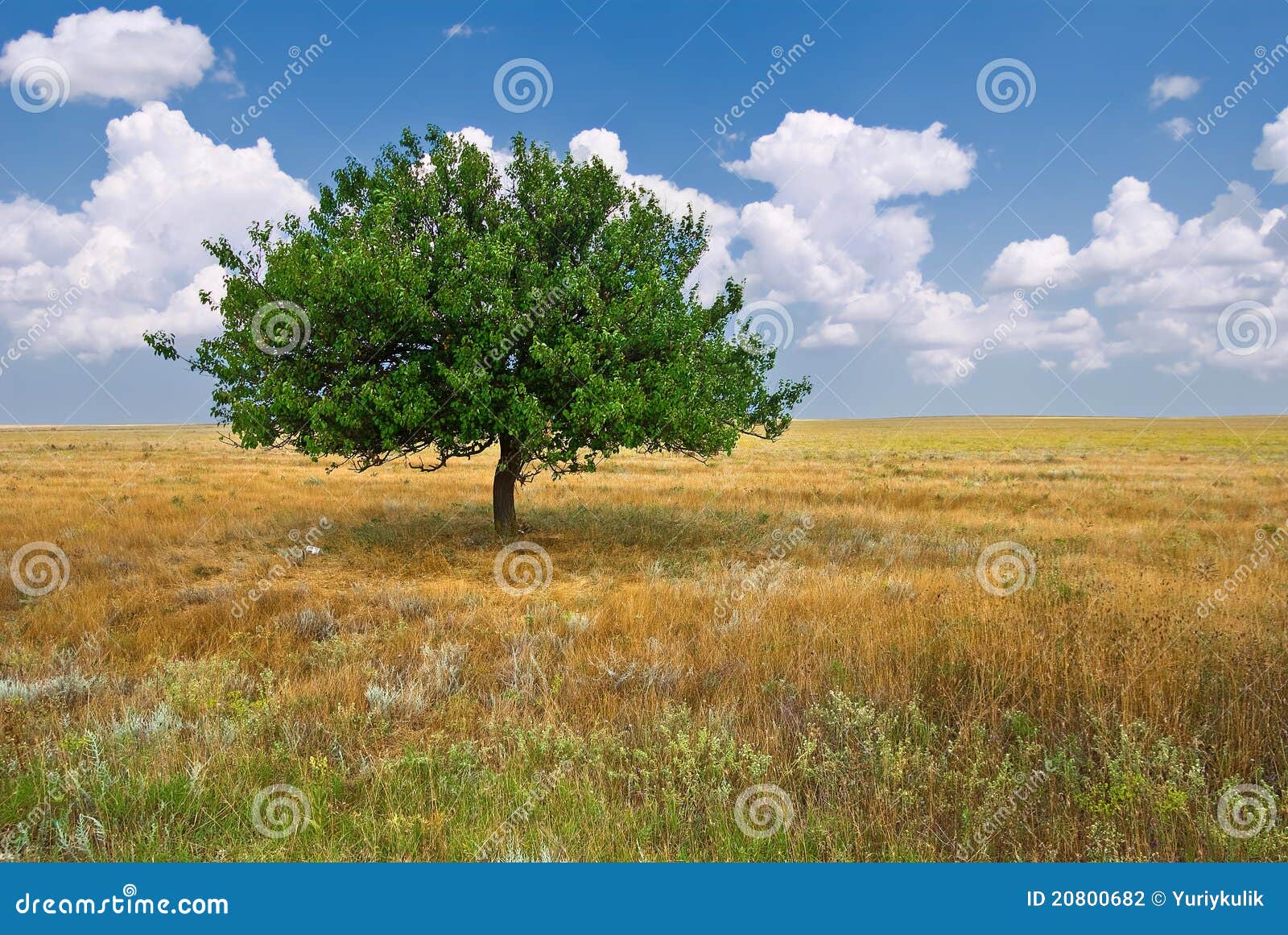 Alone green tree stock photo. Image of scene, raise, grass - 20800682
