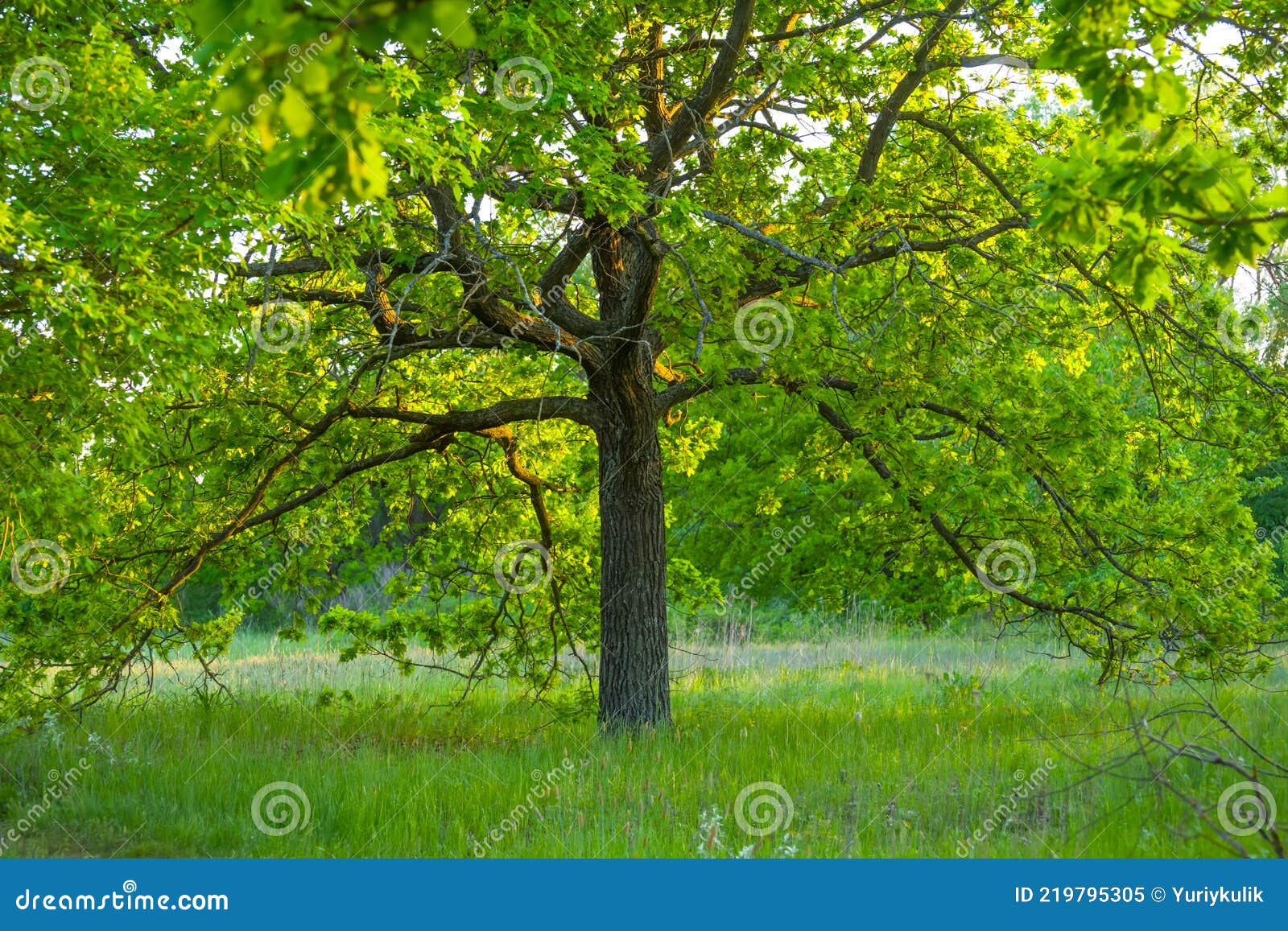 Green Tree Growth on Forest Glade Stock Image - Image of panoramic ...