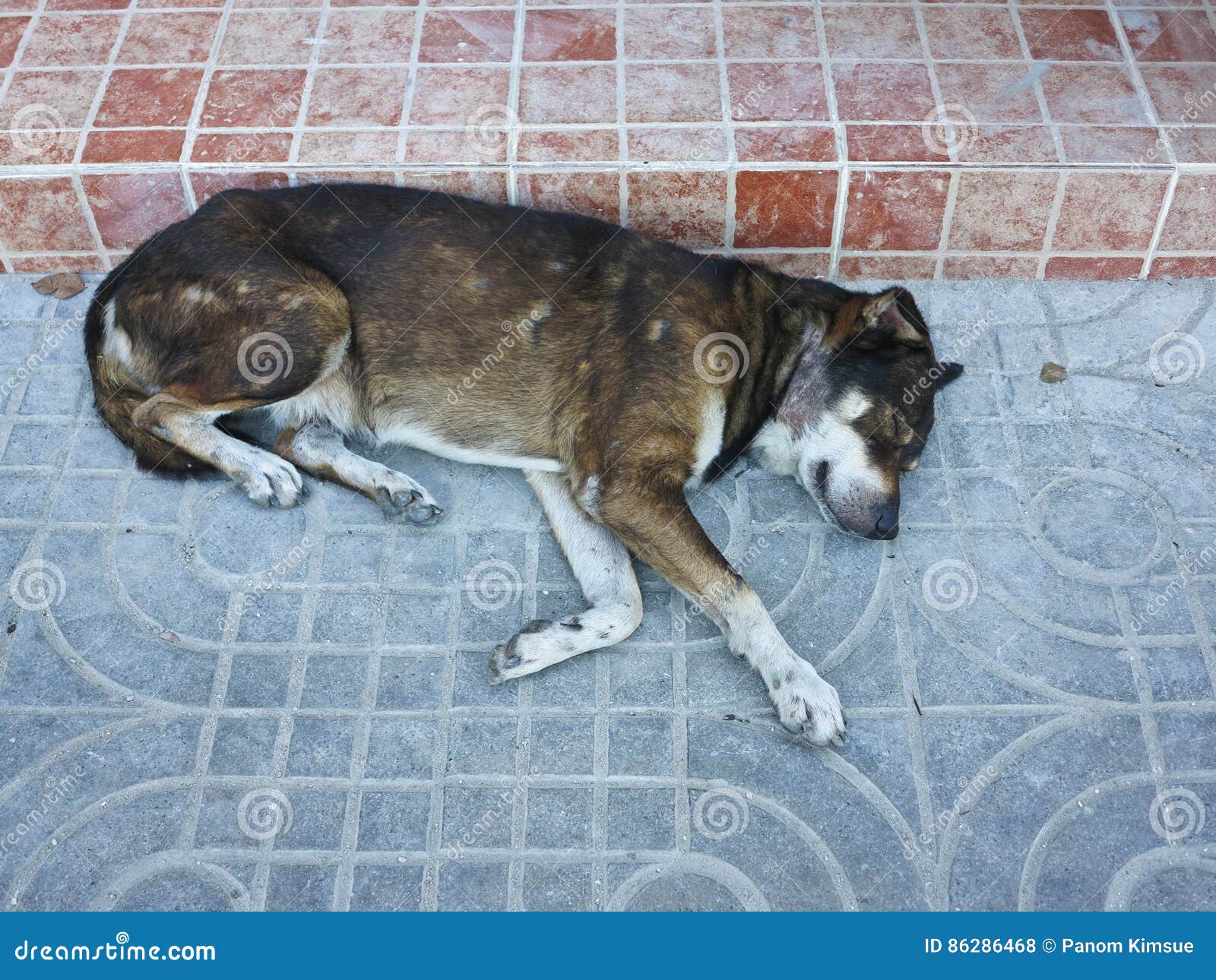 Alone Homeless Old Brown Dog Sleeping on the Street Stock Photo - Image ...