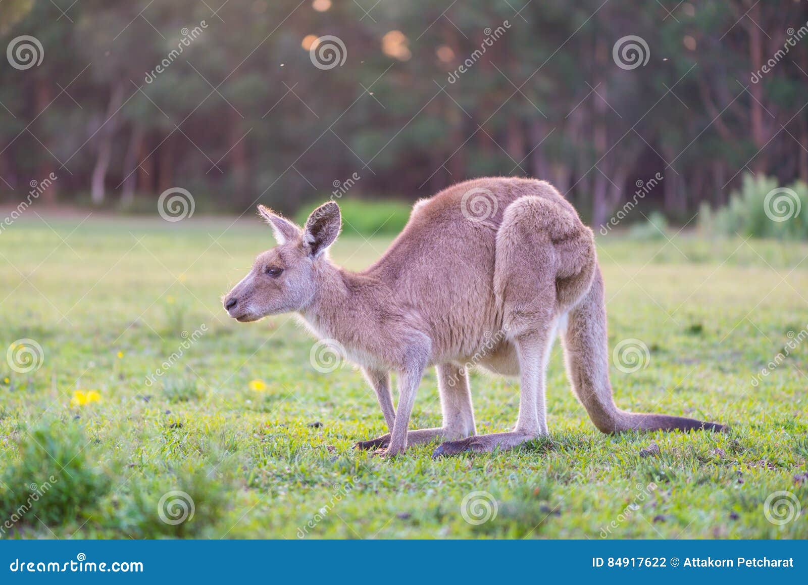 Alone Kangaroo in Australia. Stock Photo - Image of australia, eating ...