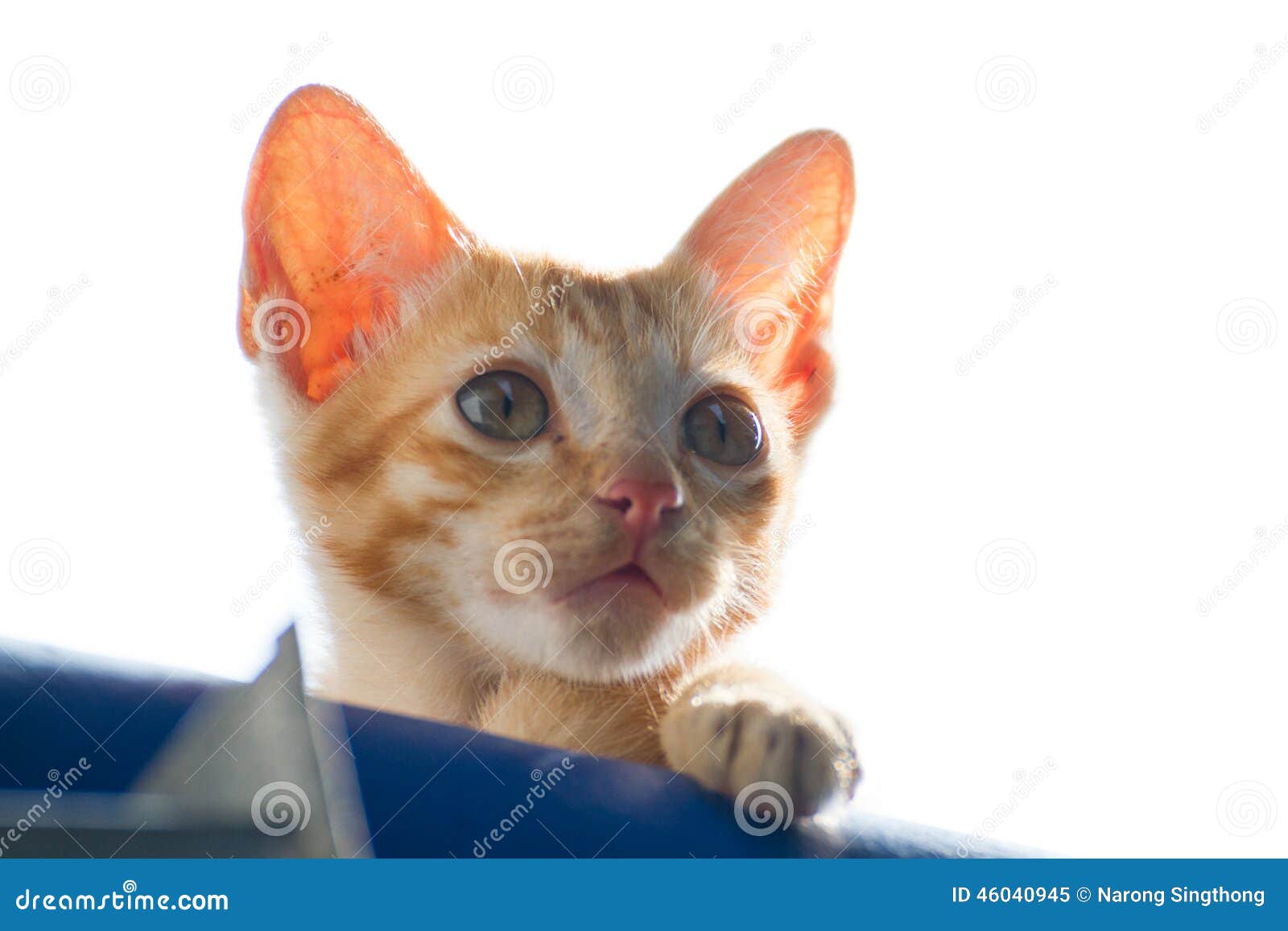 Alone kitten stock image. Image of look, young, portrait - 46040945