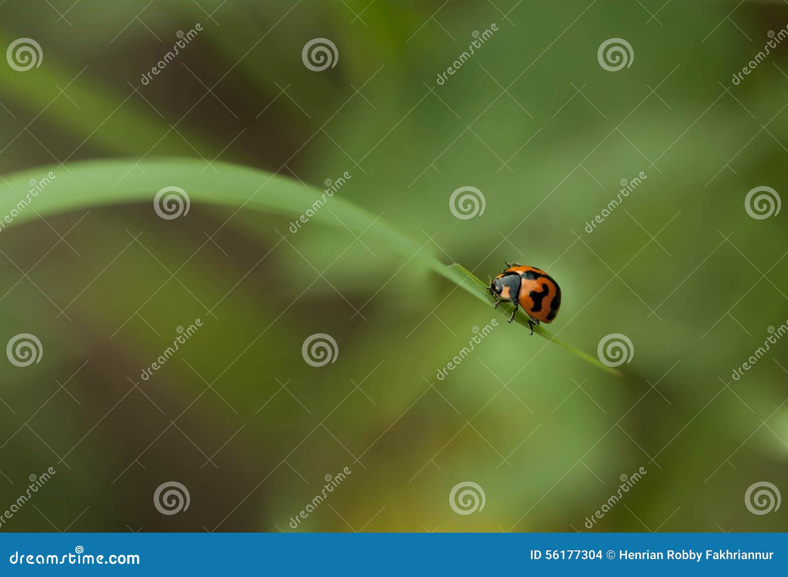 Alone Ladybug stock photo. Image of natural, long, praying - 56177304