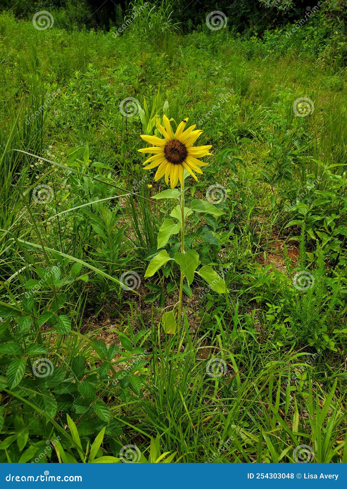 Alone Late sunflower stock photo. Image of sunflower - 254303048