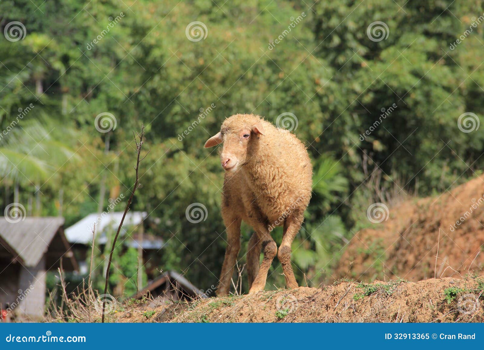 Sheep Cannot Run Stock Photos - Free & Royalty-Free Stock Photos from ...