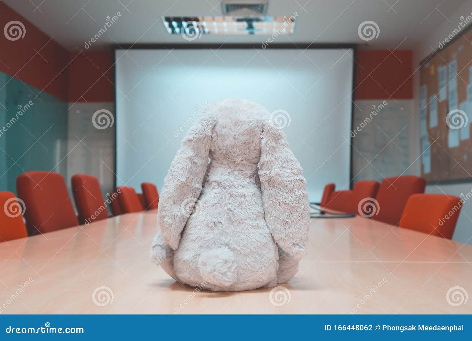 Alone or Lonely White Rabbit Looking at White Screen Projector in the ...