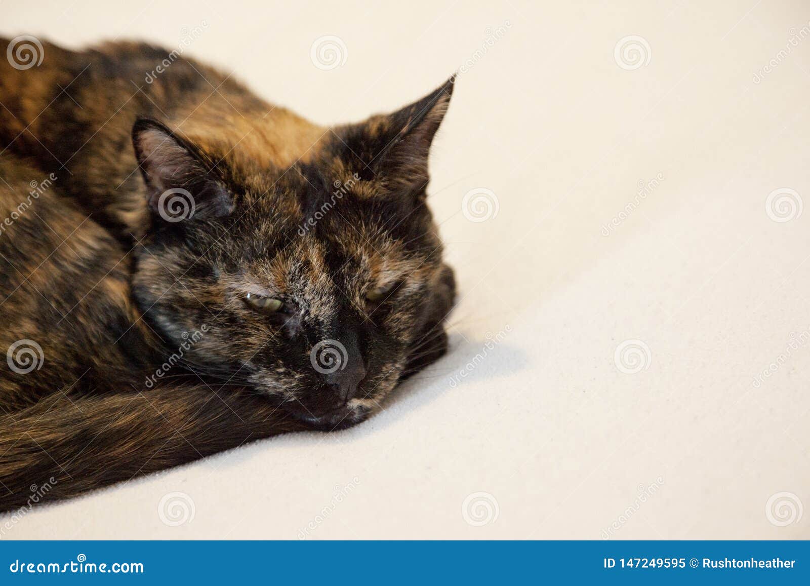 Alone, mad or pensive cat stock image. Image of solitude - 147249595