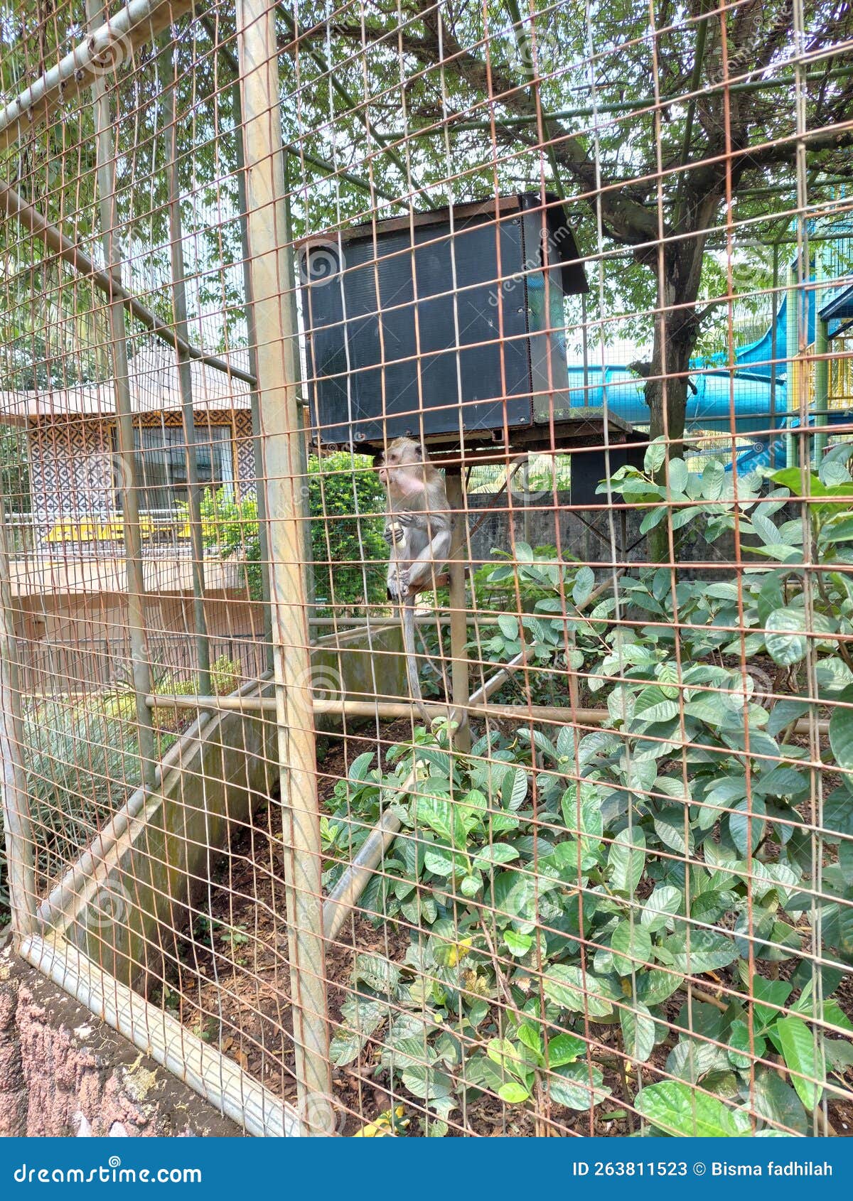 The alone monkey cage stock image. Image of cage, alone - 263811523